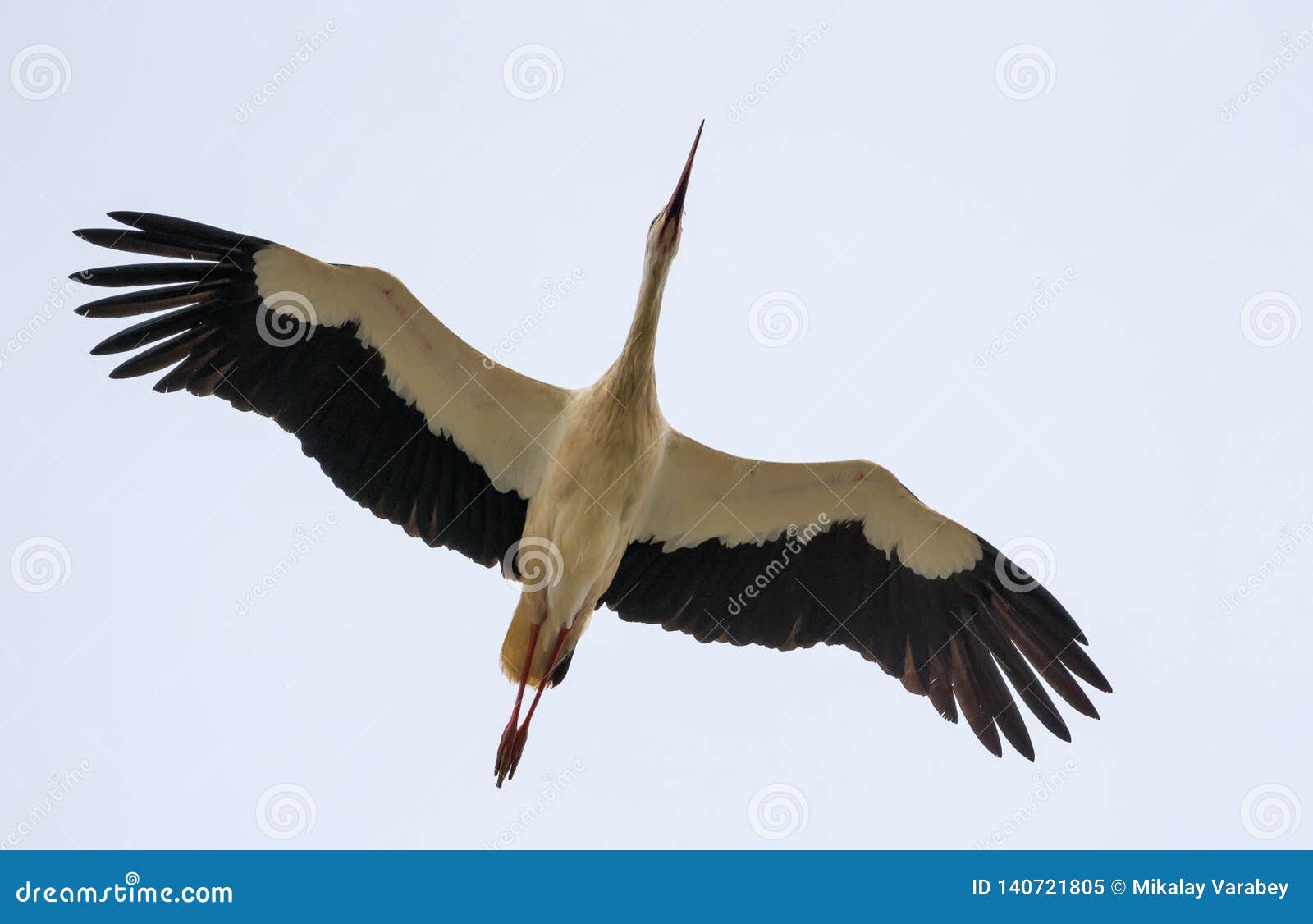 Stork Soars High In The Sky Over The Young Grapevines. Old Paper ...