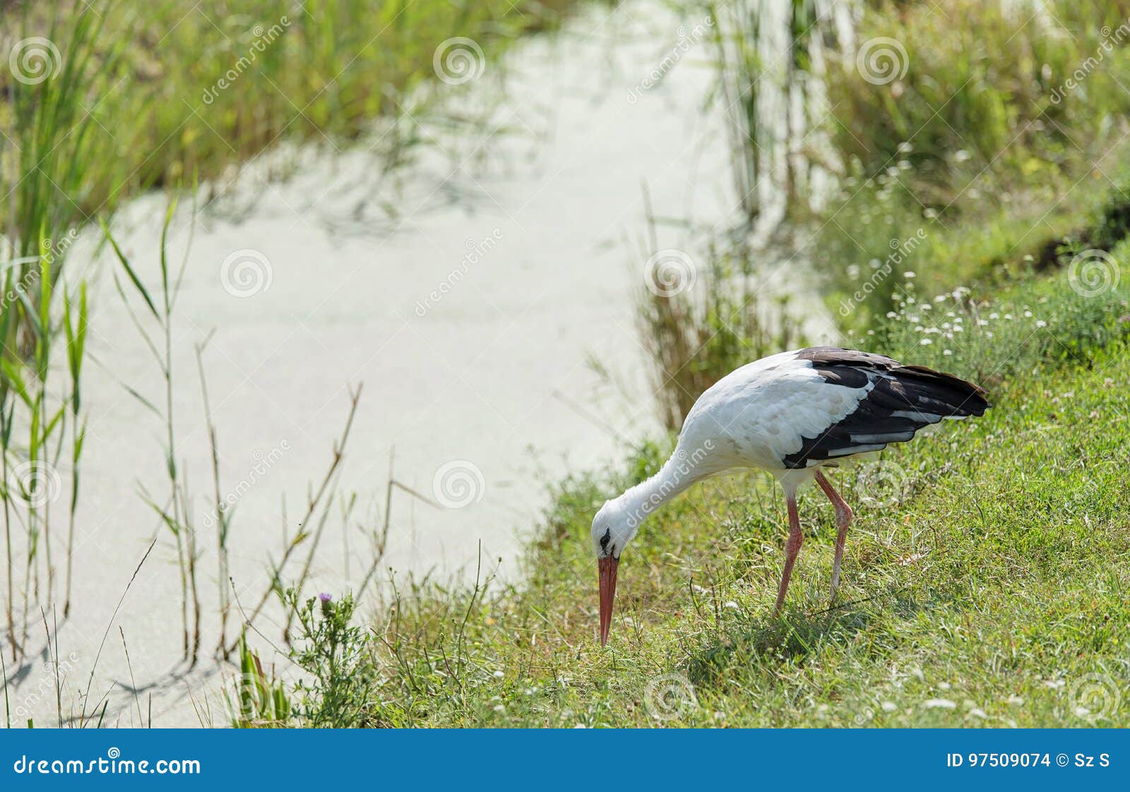 White Stork Stand on Green Grass Stock Photo - Image of birth, stork ...