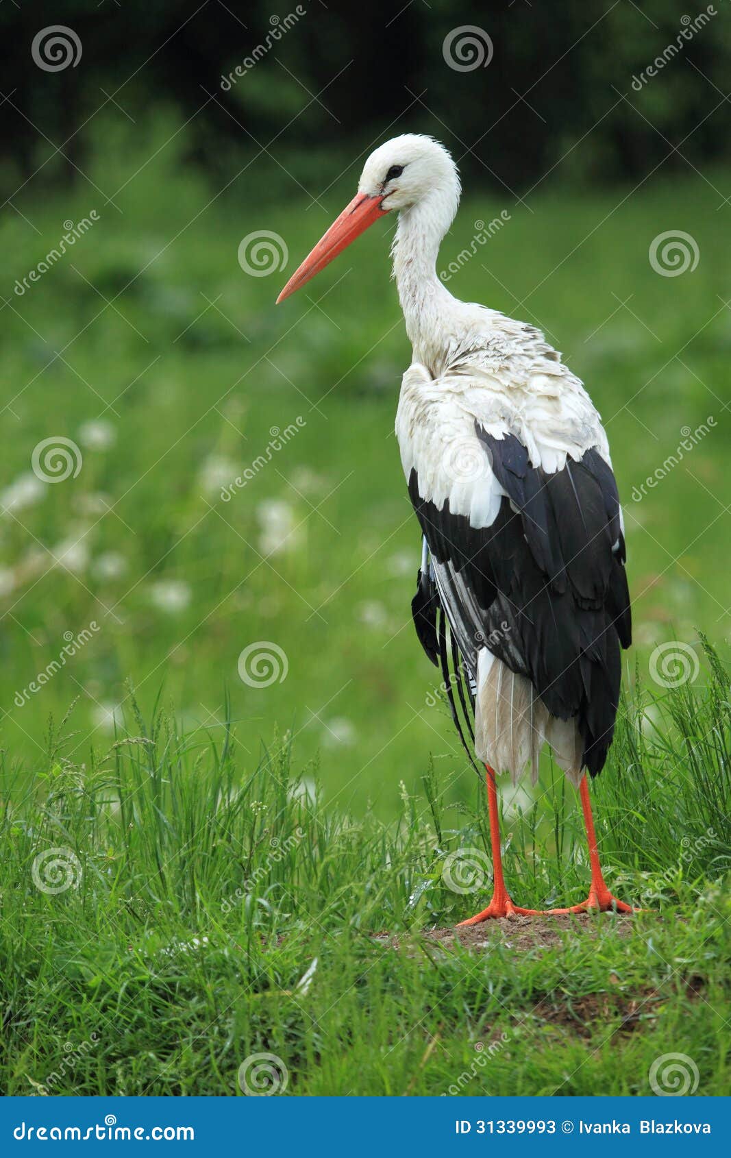 White stork stock image. Image of nature, white, grassland - 31339993
