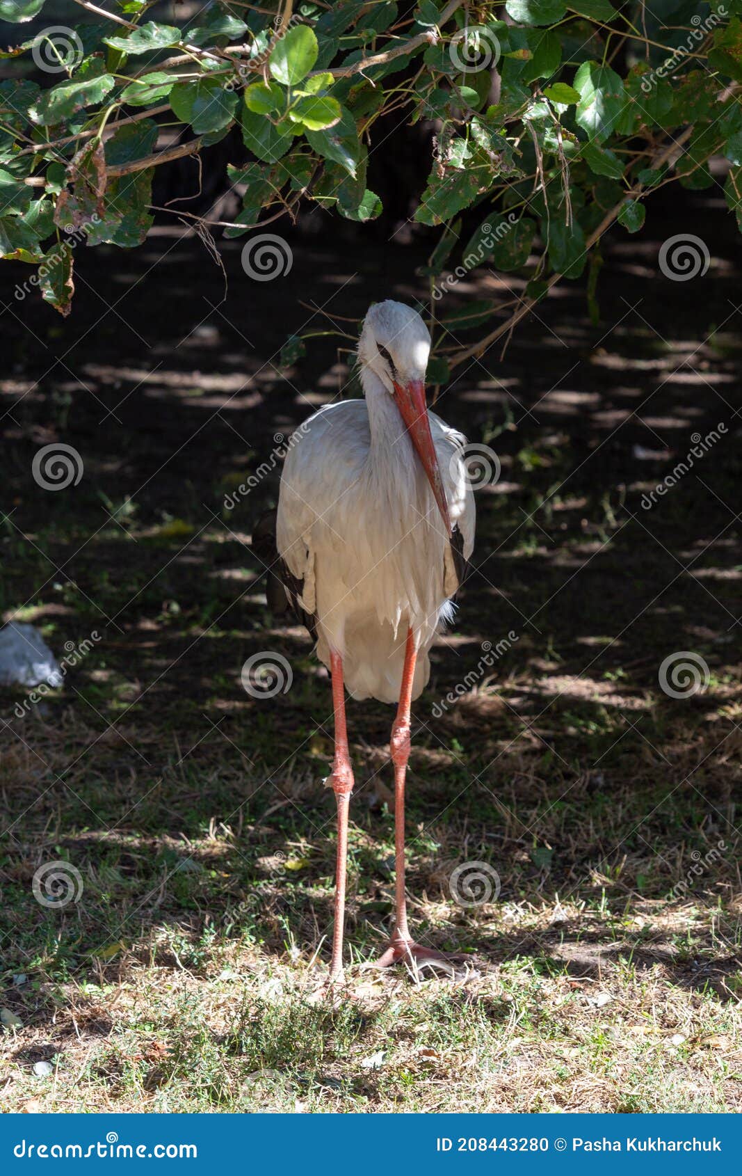 Stork Standing On His Nest On Top Of A Lamp Post In Faro, Algarve ...