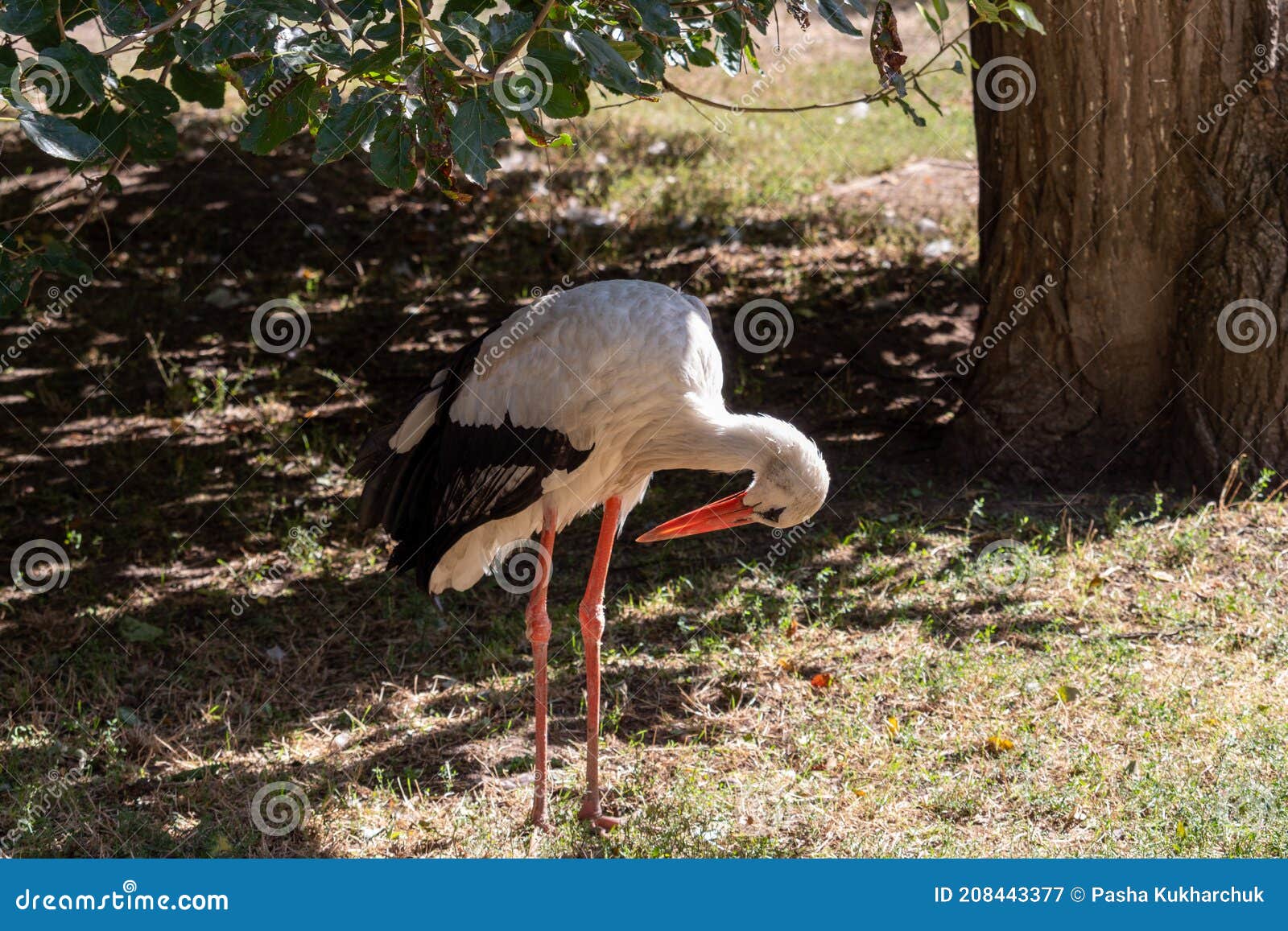 Stork Standing On His Nest On Top Of A Lamp Post In Faro, Algarve ...