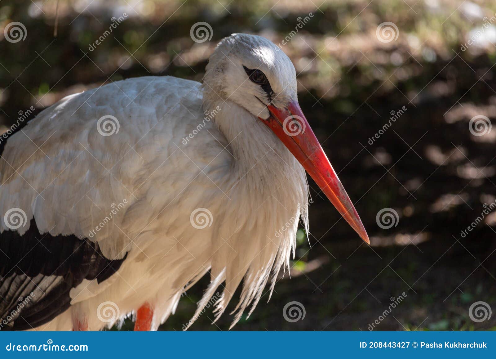 White Stork Standing in the Grass Editorial Photography - Image of ...