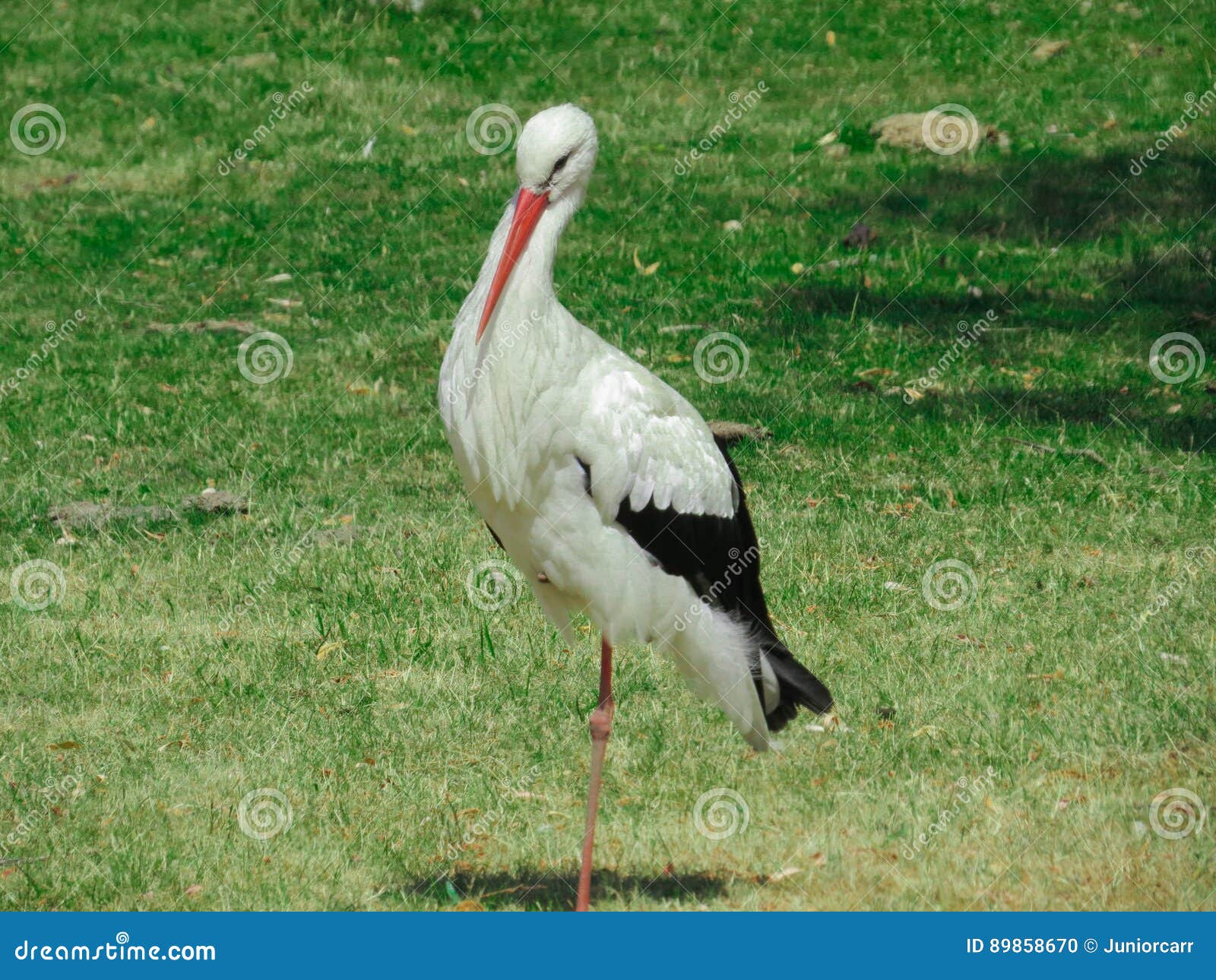 White Stork Standing on One Leg Stock Photo - Image of standing, life ...