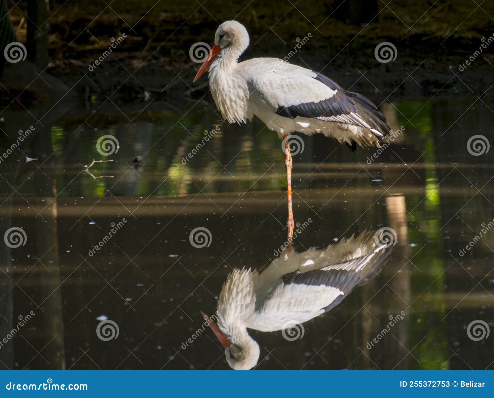 White Stork is Standing in a Pond Stock Image - Image of forest ...
