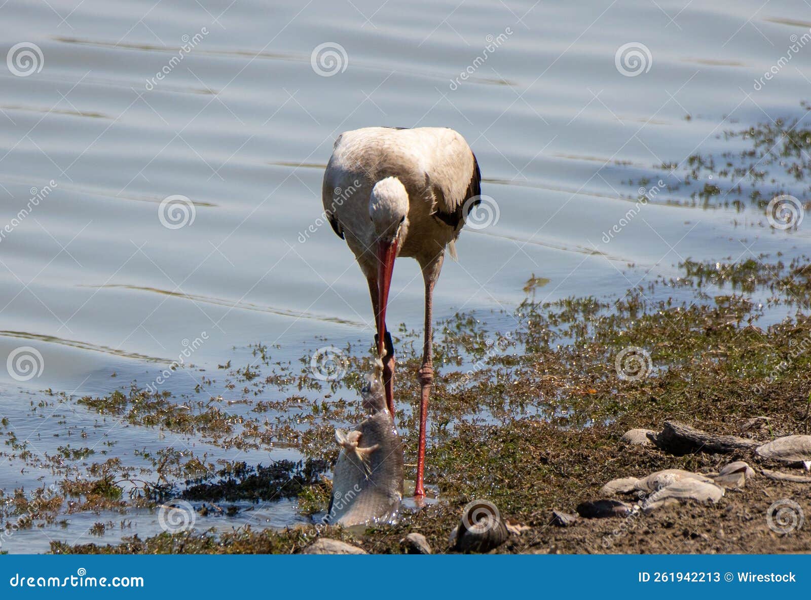 White Stork Standing in Water Stock Illustration - Illustration of eyes ...