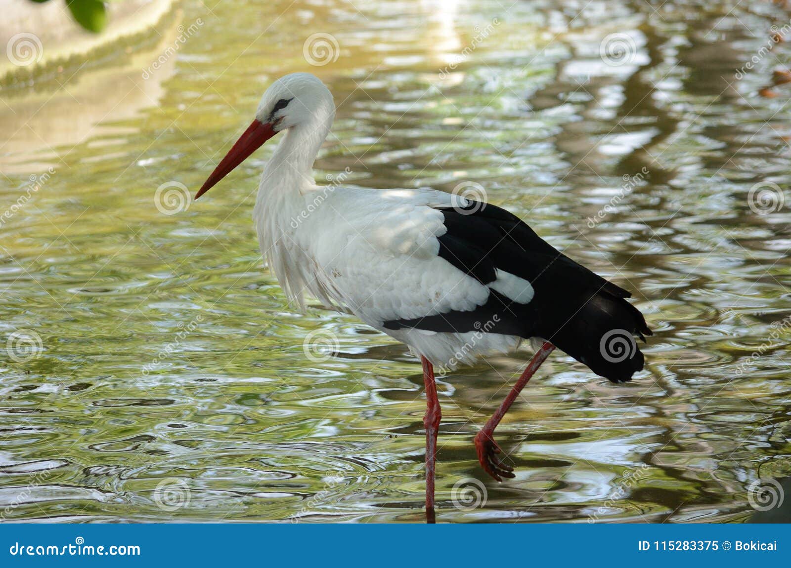 White stork standing stock image. Image of bird, wild - 115283375