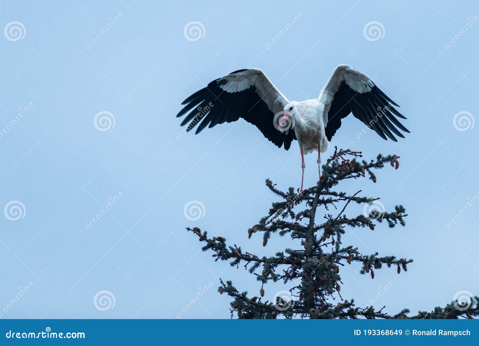 A White Stork at the Top of a Tree Stock Image - Image of sleep, white ...