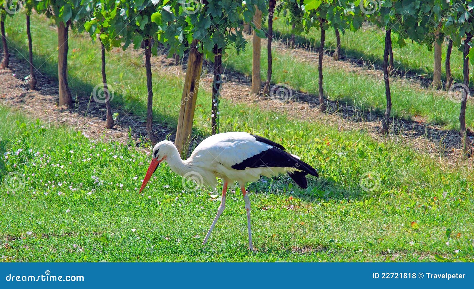 White Stork,Vineyards,Alsace Stock Photo - Image of viniculture ...
