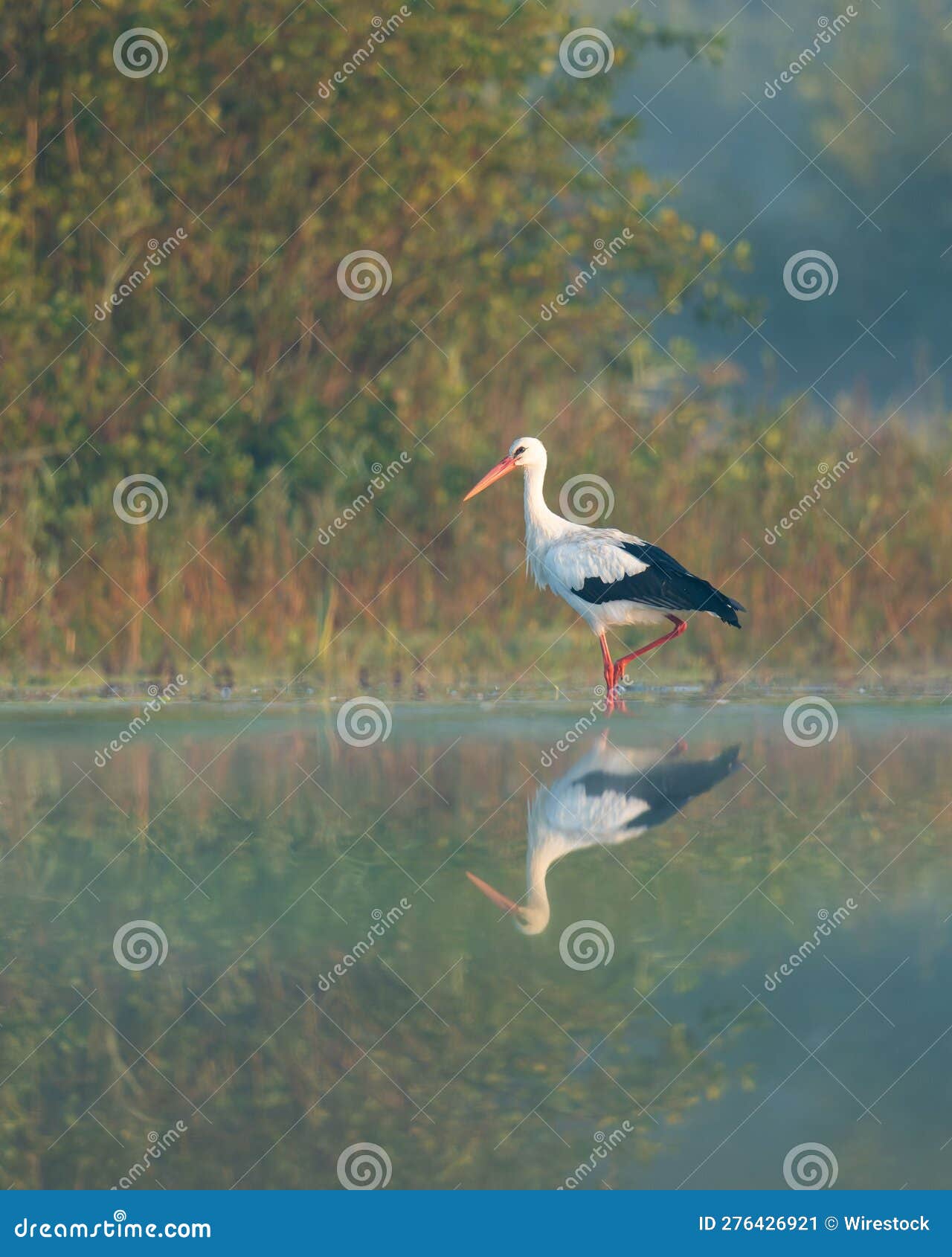 White Stork Wading in the Water Stock Image - Image of wading, outdoors ...