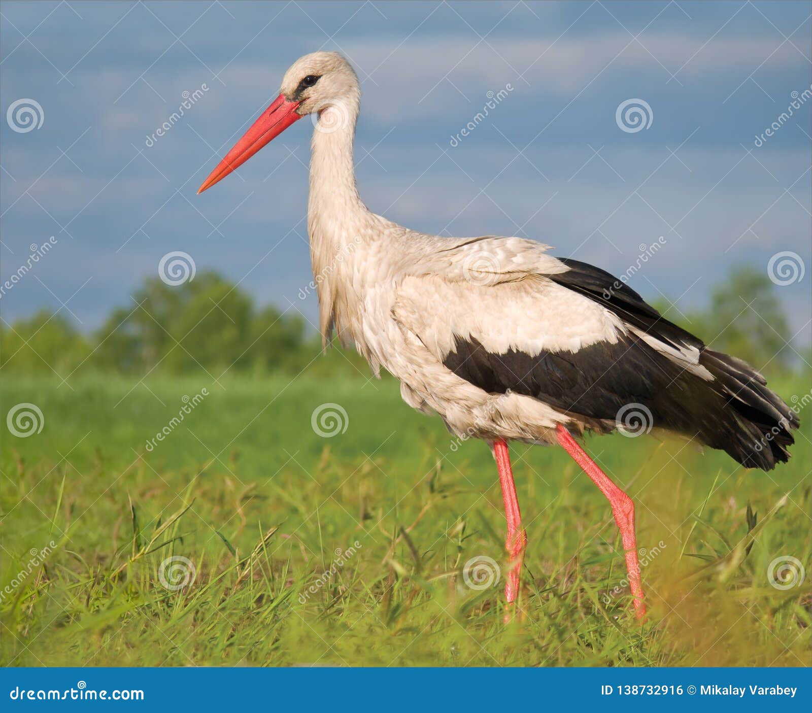 White Stork Walks Gracefully at Sunset Stock Photo - Image of bird ...
