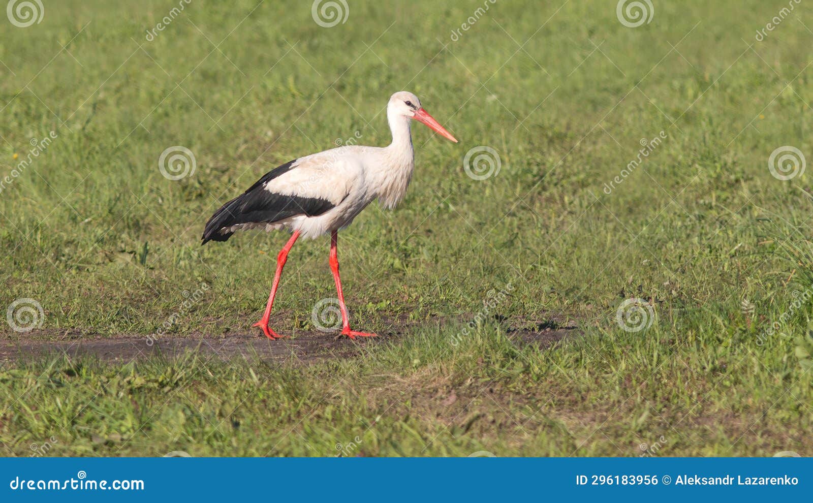 White Stork Walks through the Grass in Spring Stock Photo - Image of ...