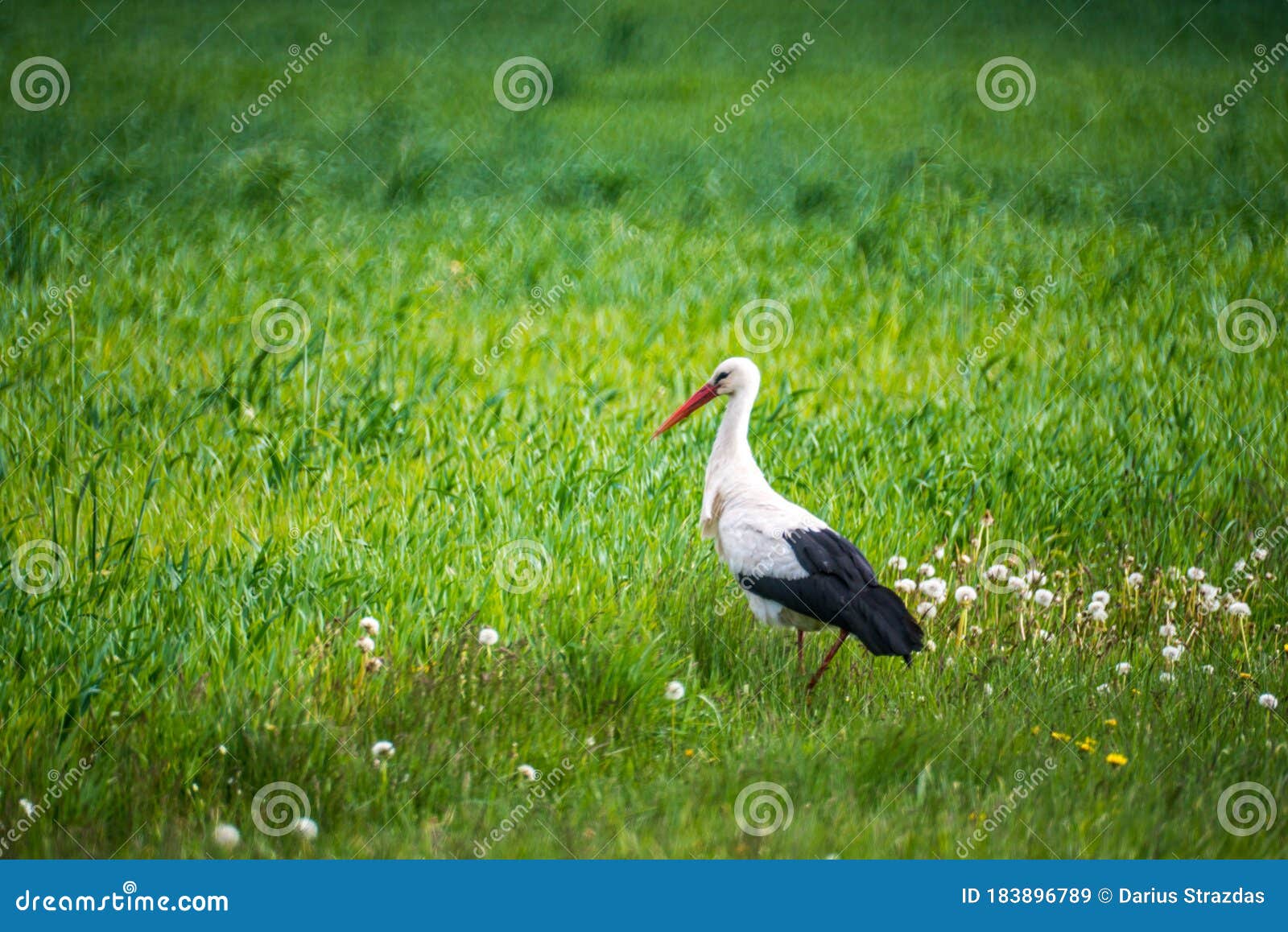White stork in wild meadow stock image. Image of freedom - 183896789