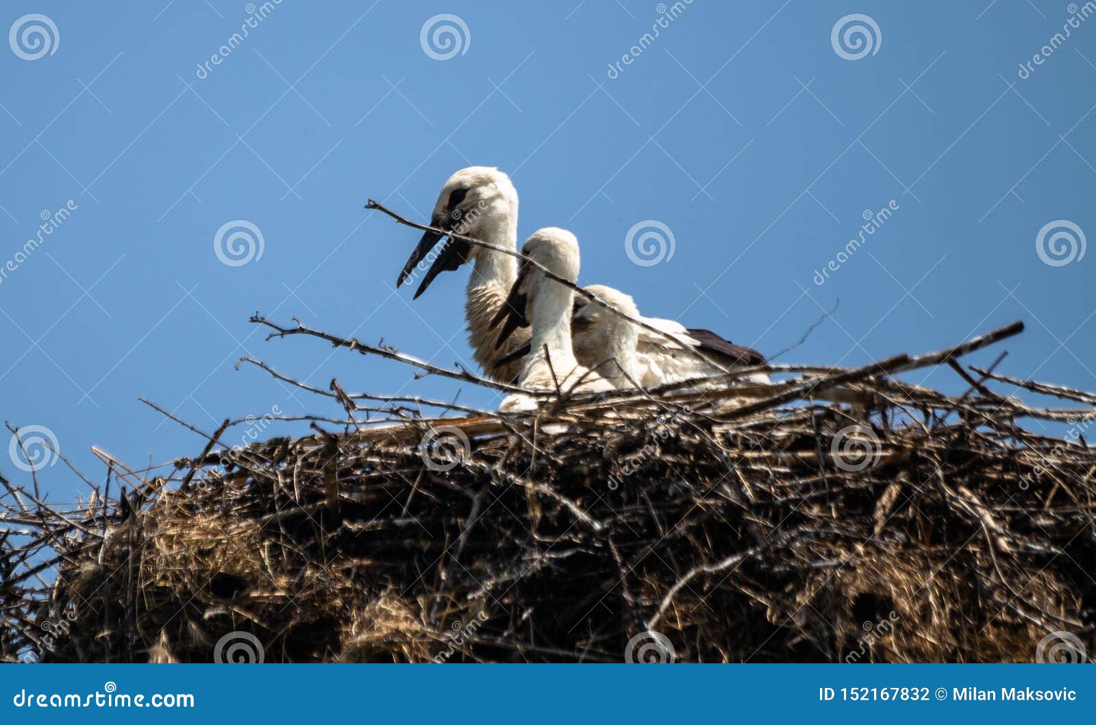 White Stork with Young Storks in a Big Nest Stock Photo - Image of beak ...