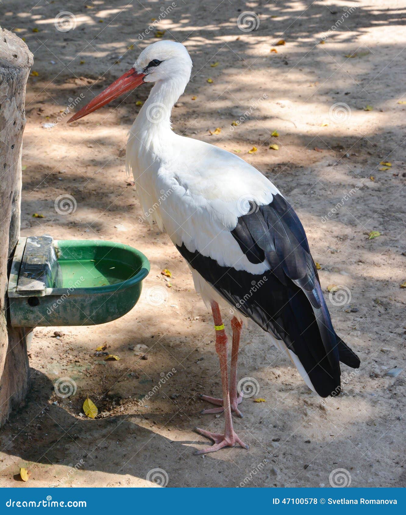 White Stork in zoo stock photo. Image of natural, nature - 47100578