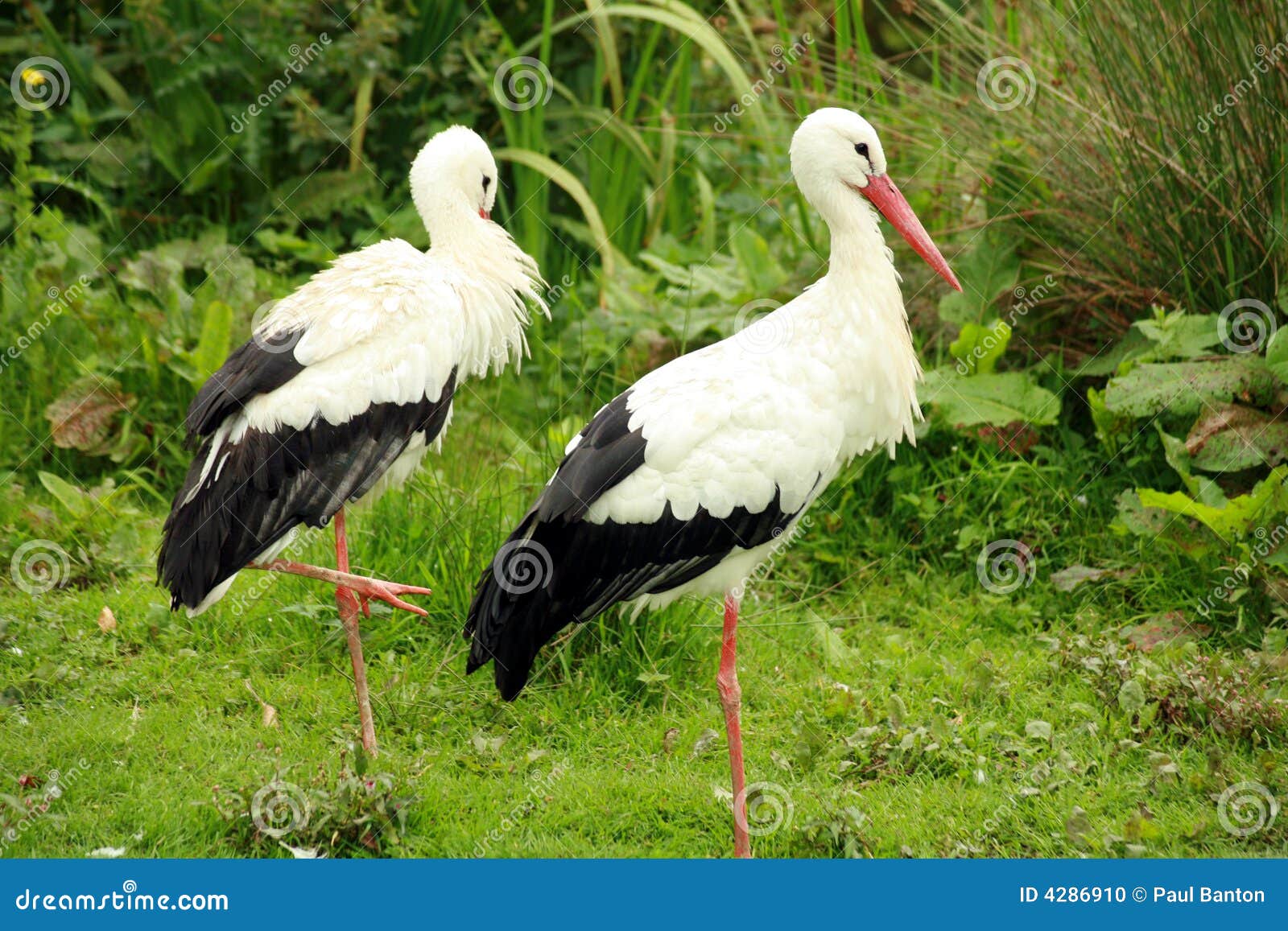 White Storks stock photo. Image of feathering, flying - 4286910