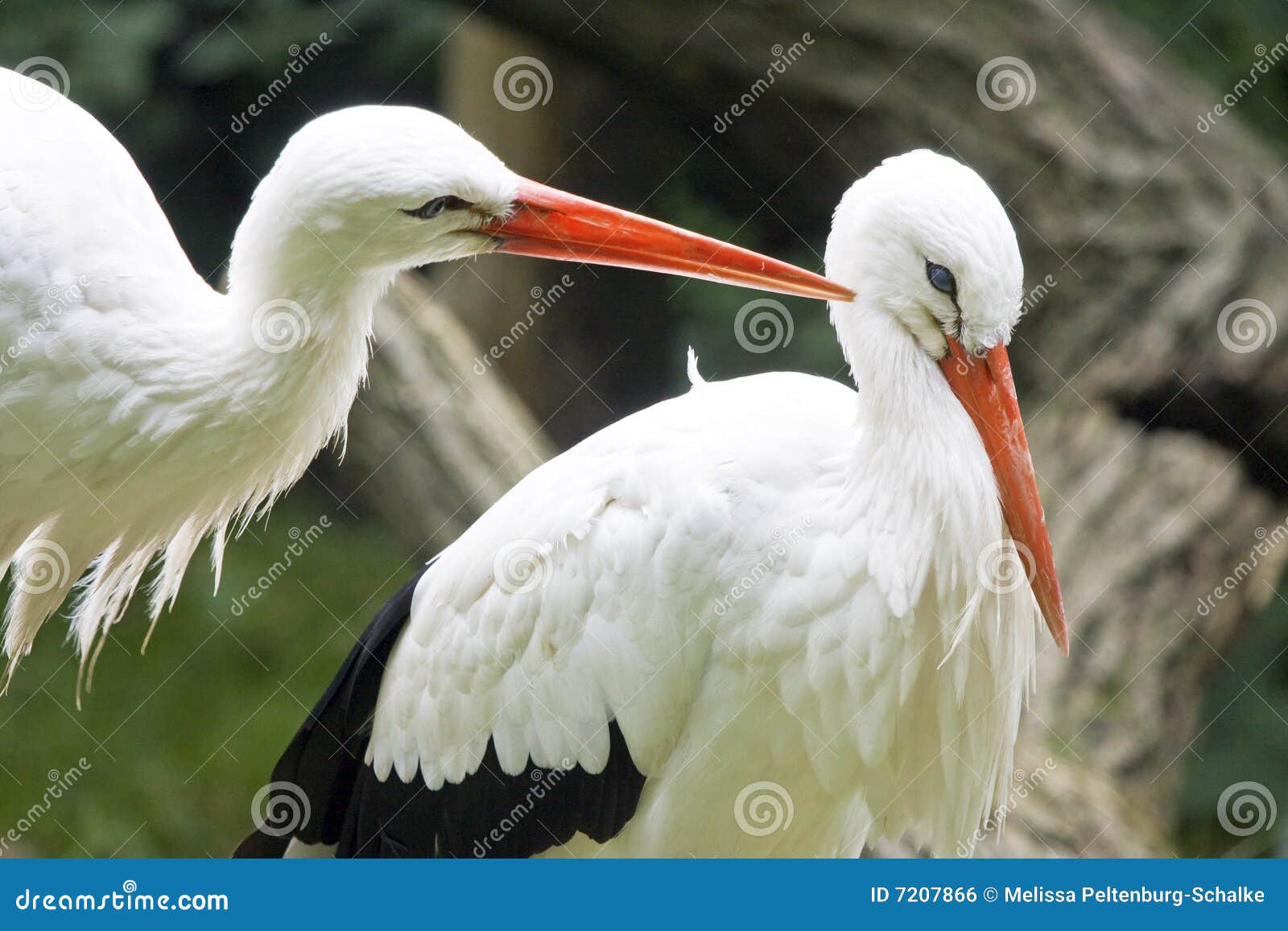 White storks stock photo. Image of white, species, beak - 7207866
