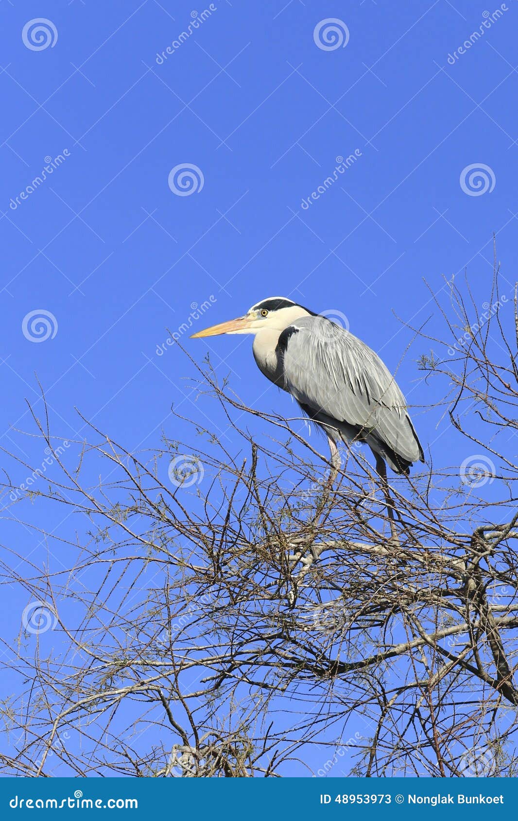 White storks bird stock image. Image of black, wildlife - 48953973