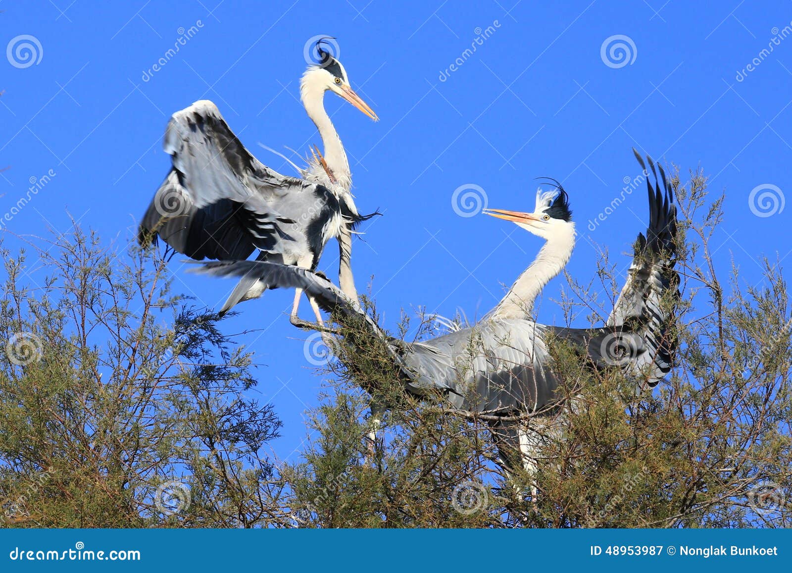 White storks bird stock image. Image of sunny, wild, white - 48953987