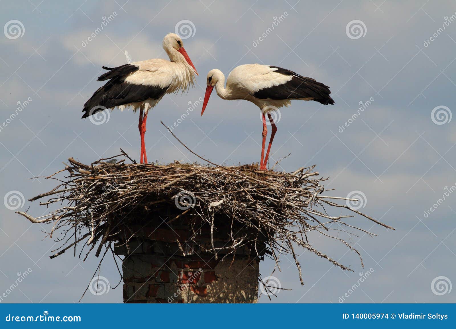 White Storks Building Their Nest Stock Photo - Image of spring, morning ...