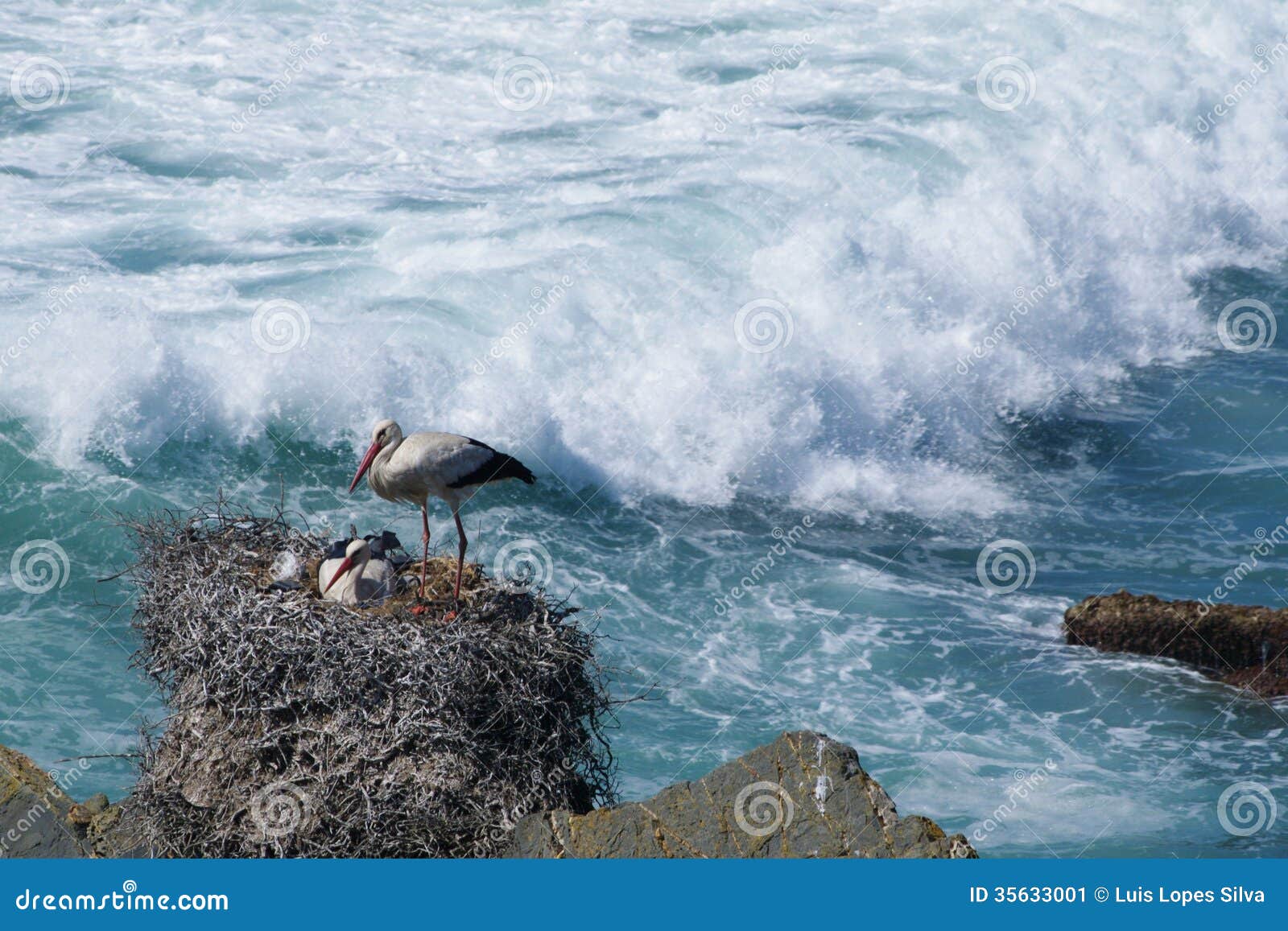White storks stock image. Image of nesting, costa, waves - 35633001