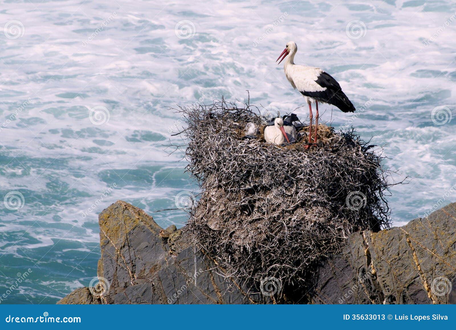 White storks stock image. Image of costa, bird, nest - 35633013