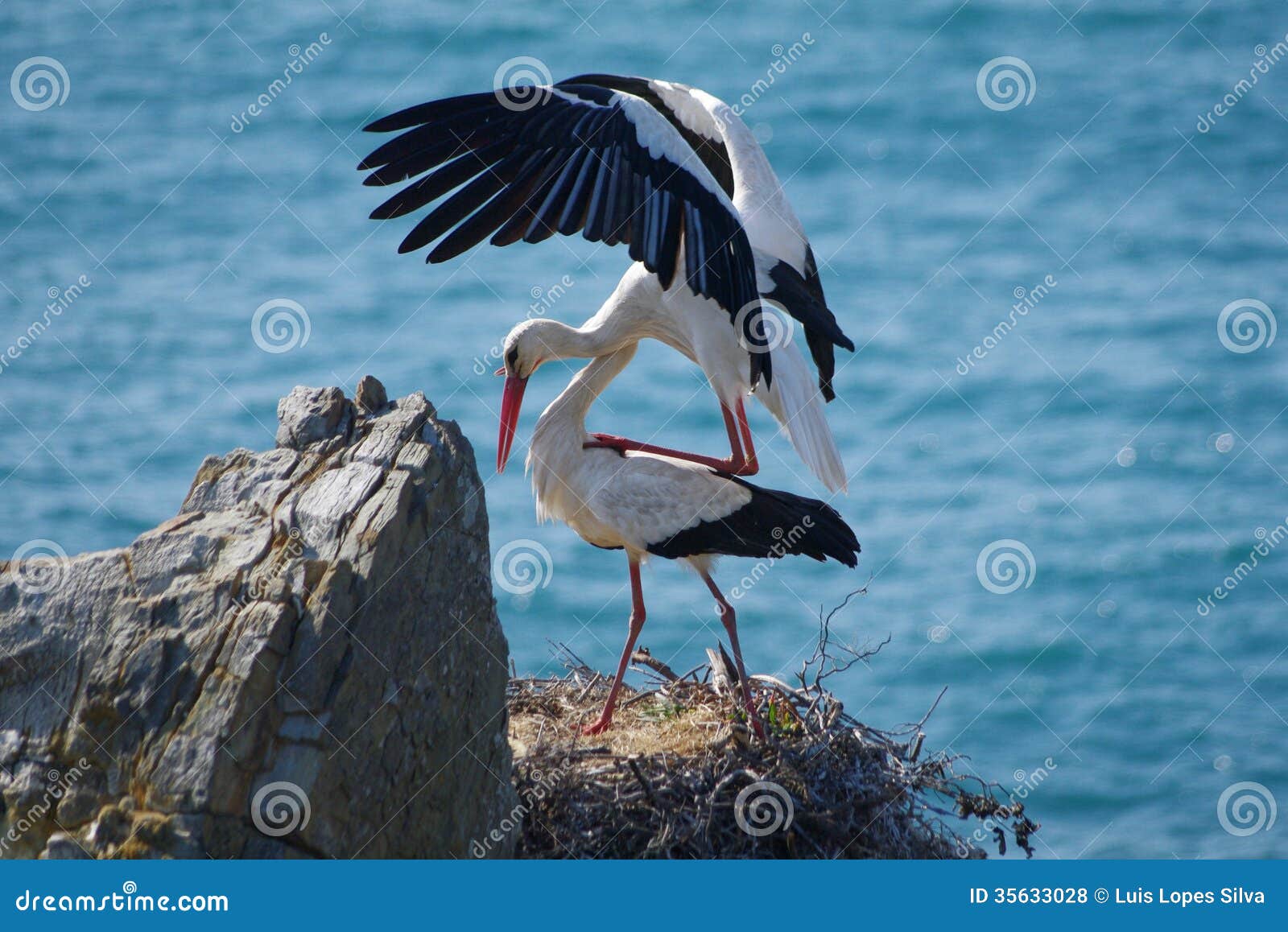 White storks stock photo. Image of bill, cliffs, rocks - 35633028