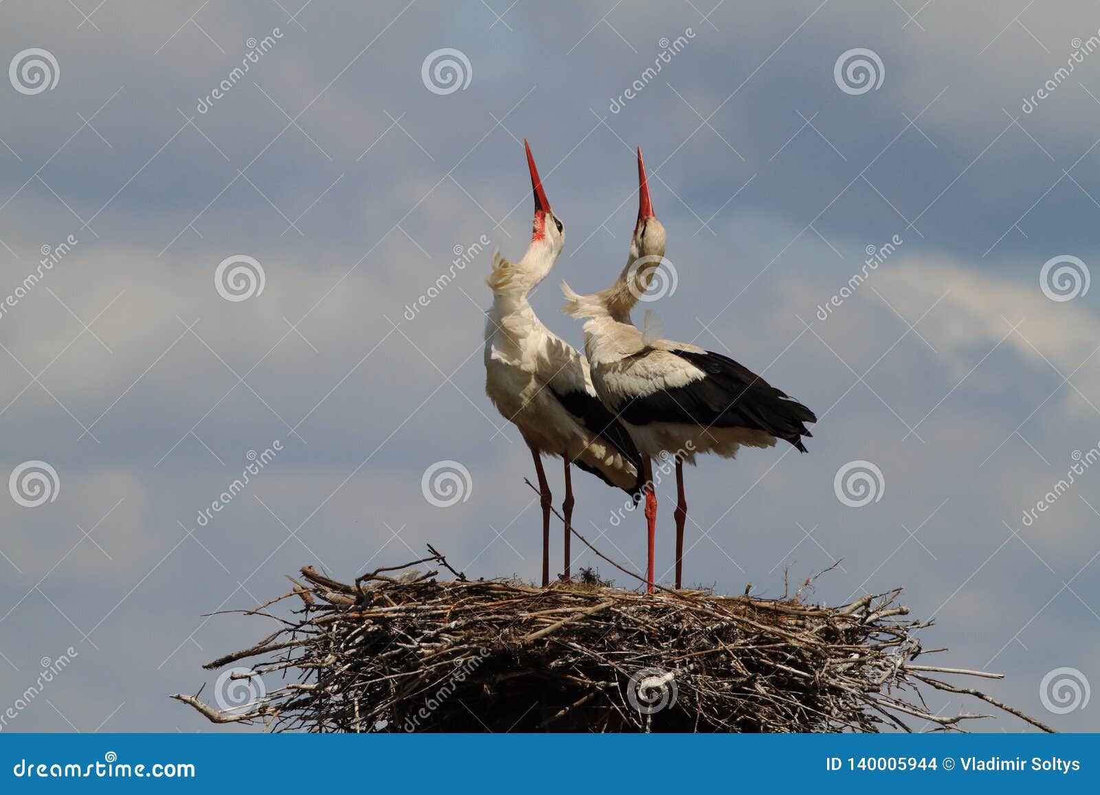 White Storks Dancing on the Nest Stock Photo - Image of nature, spring ...