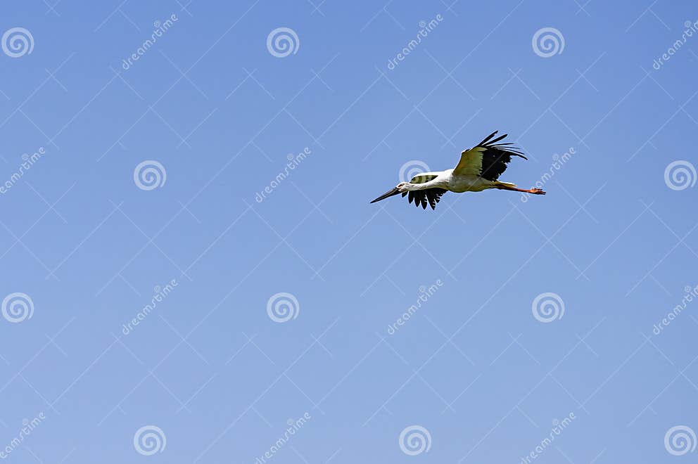 White Storks Flying in the Sky Stock Image - Image of white, birds ...