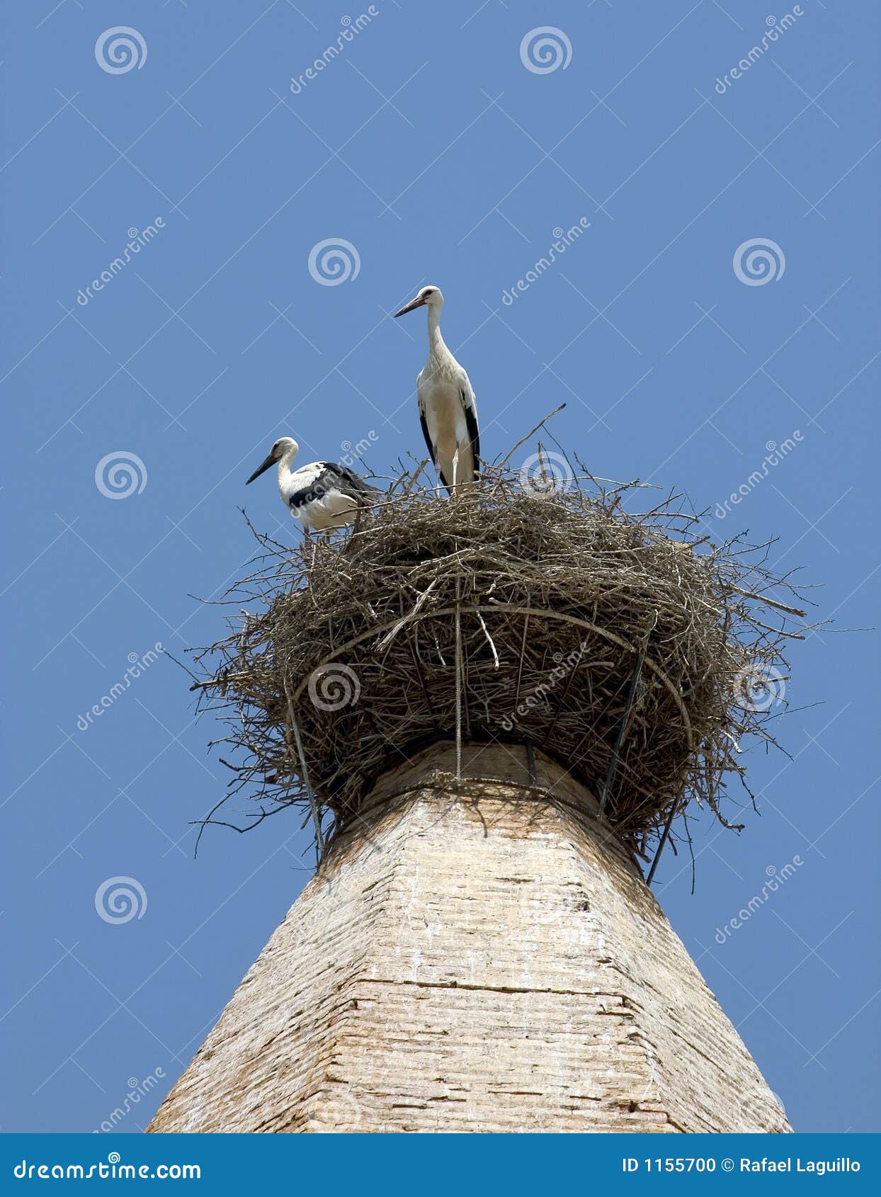 White Storks in Huesca, Spain Stock Photo - Image of belfry, animal ...