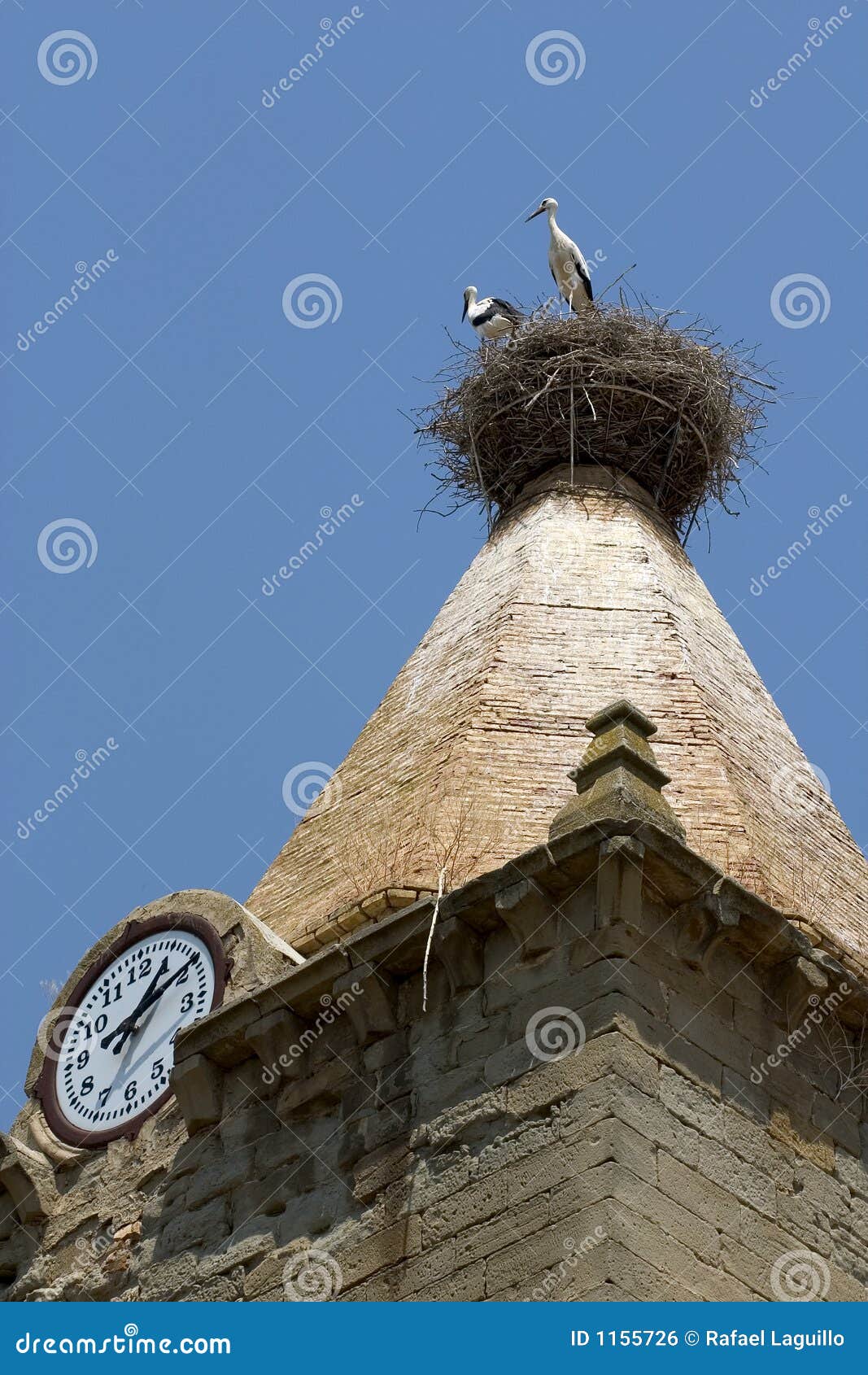 White Storks in Huesca, Spain Stock Photo - Image of blue, nature: 1155726
