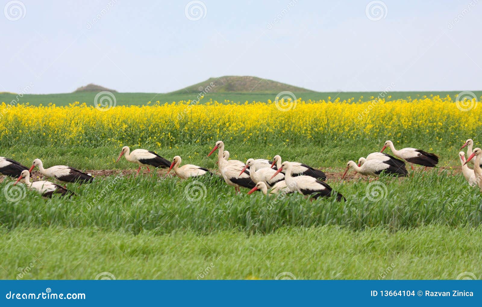 White Storks migration stock photo. Image of marsh, nature - 13664104