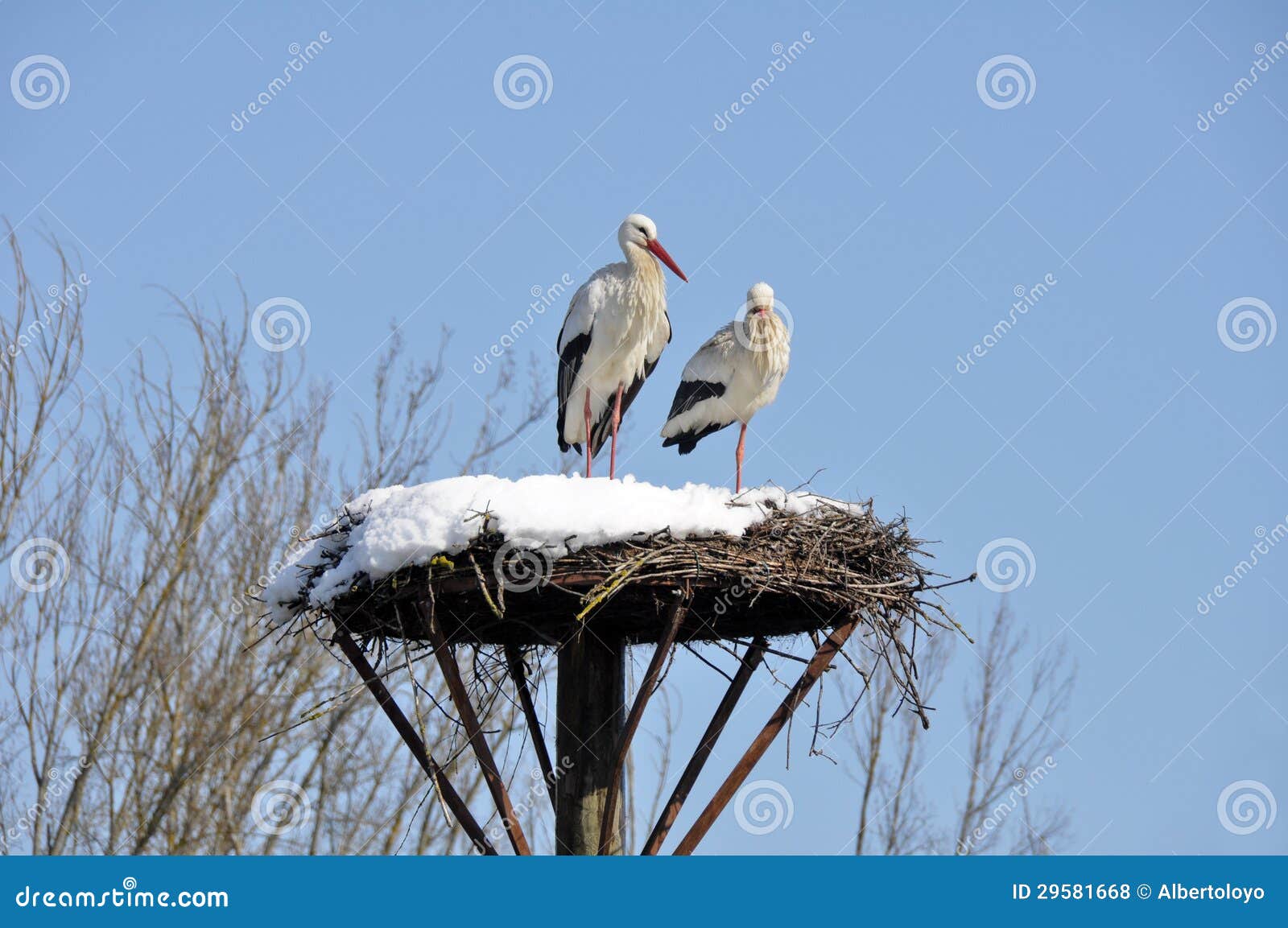 White Storks on a Nest, Salburua Park (Spain) Stock Photo - Image of ...