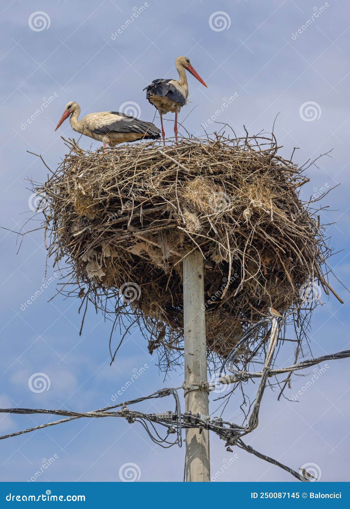 White Storks Pair stock image. Image of branches, animal - 250087145