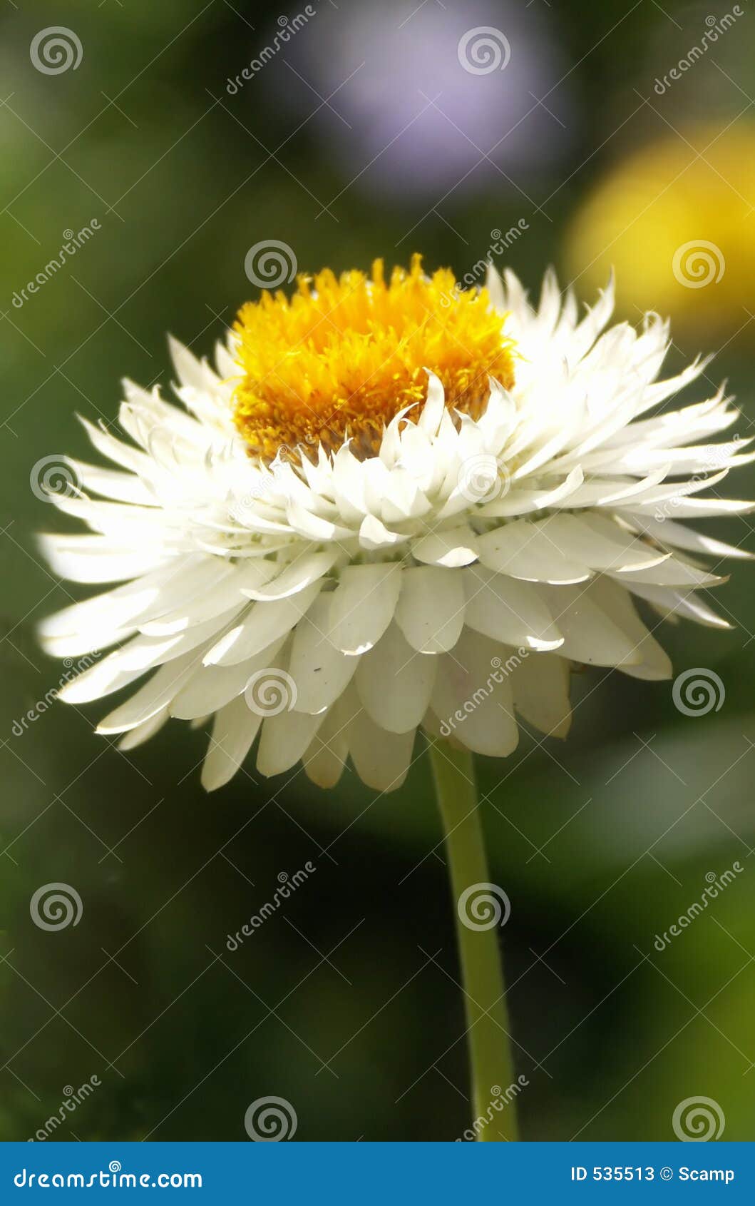 White Straw Flower stock image. Image of texture, petals - 535513
