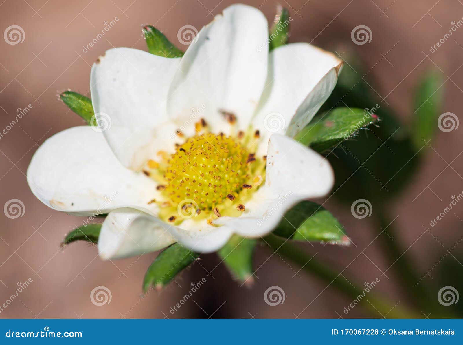 White Strawberry Flower on a Light Background Stock Photo - Image of ...