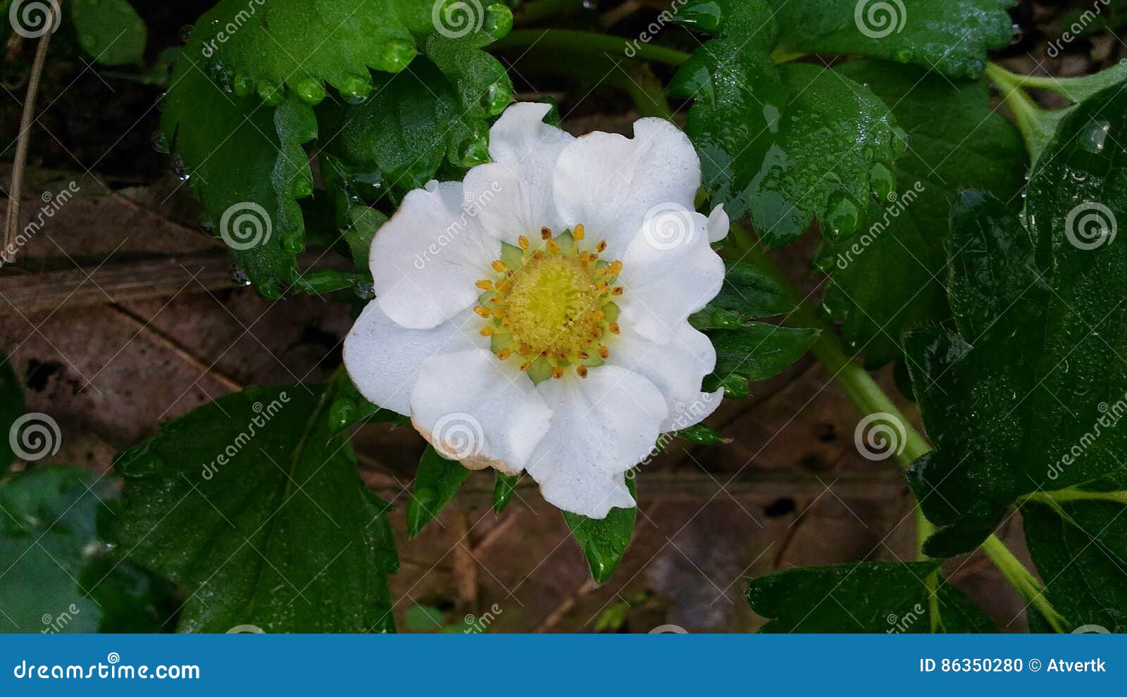 White strawberry flower stock photo. Image of flower - 86350280