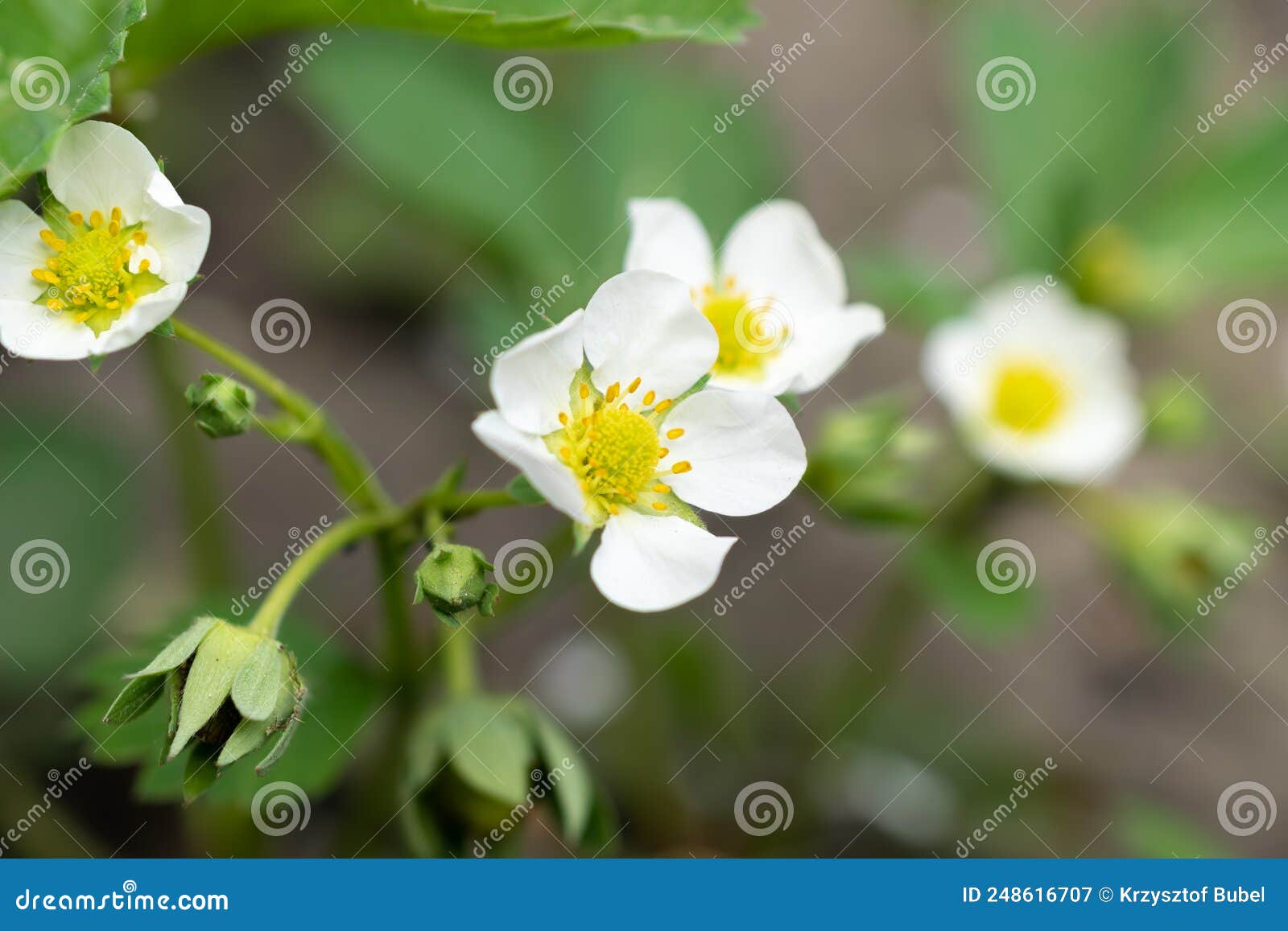 White Strawberry Flowers on a Green Background Stock Image - Image of ...