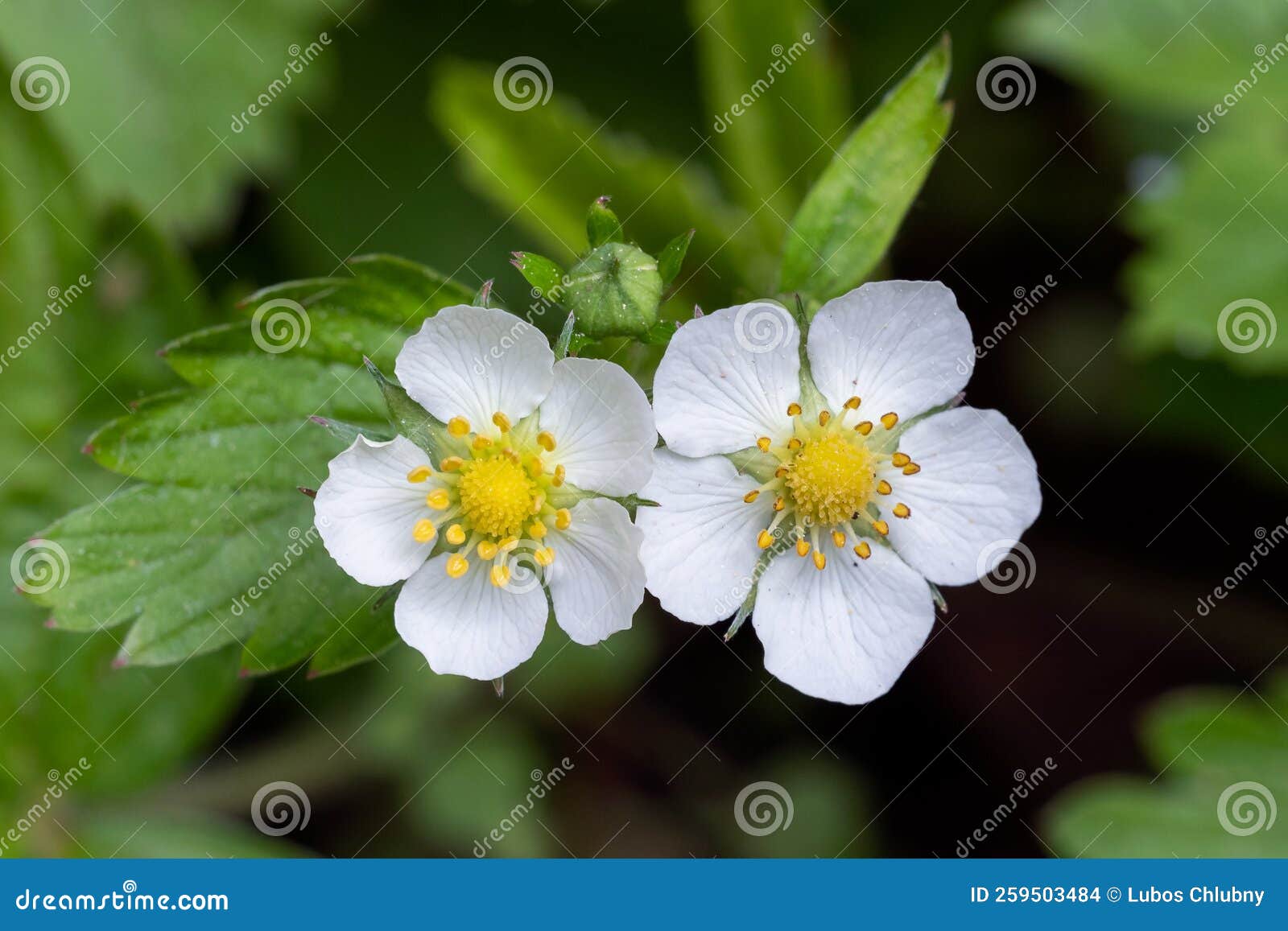 White Strawberry Flowers on Green Background Stock Photo - Image of ...