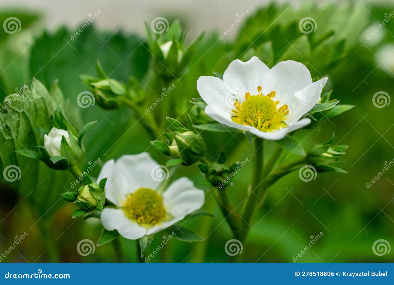White Strawberry Flowers on a Green Background Stock Photo - Image of ...