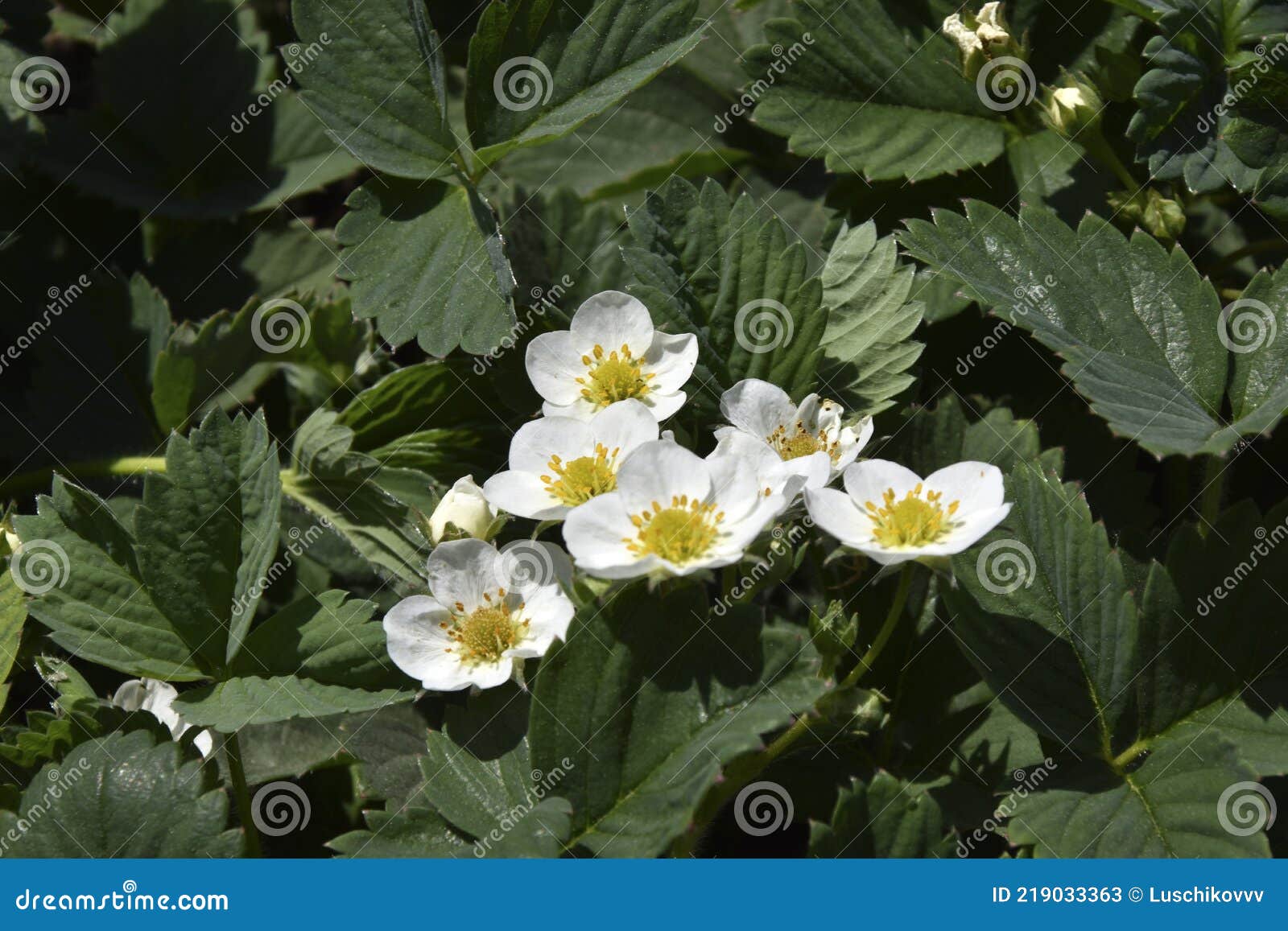 White Strawberry Flowers on the Greenery in the Garden Stock Image ...