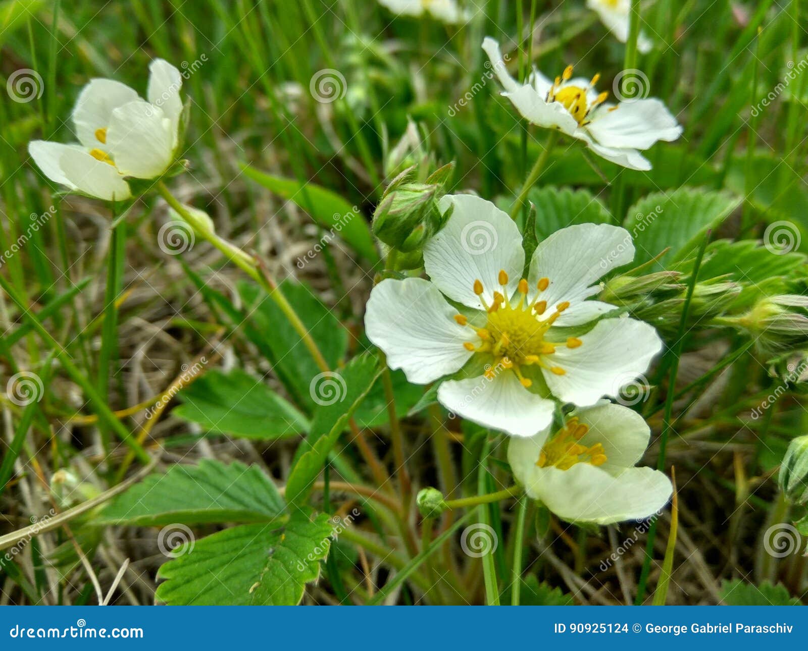 White strawberry flowers stock photo. Image of beginning - 90925124