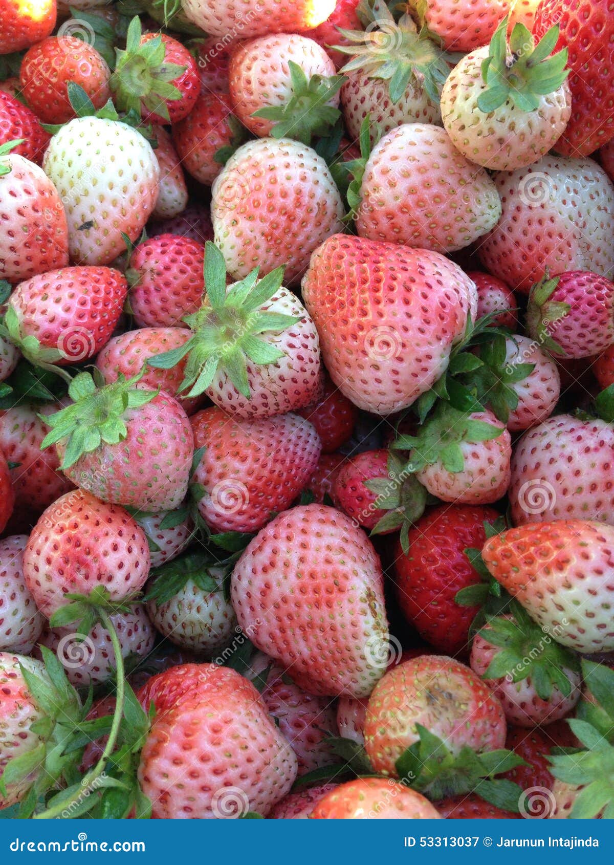 White strawberry stock image. Image of strawberry, freshfruit - 53313037