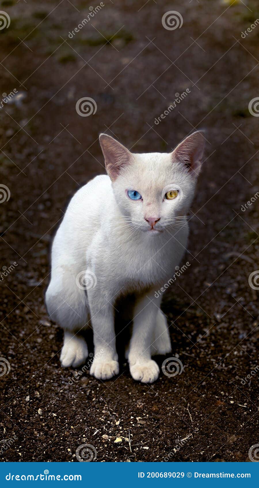 White stray cat stock image. Image of straycat, colored - 200689029