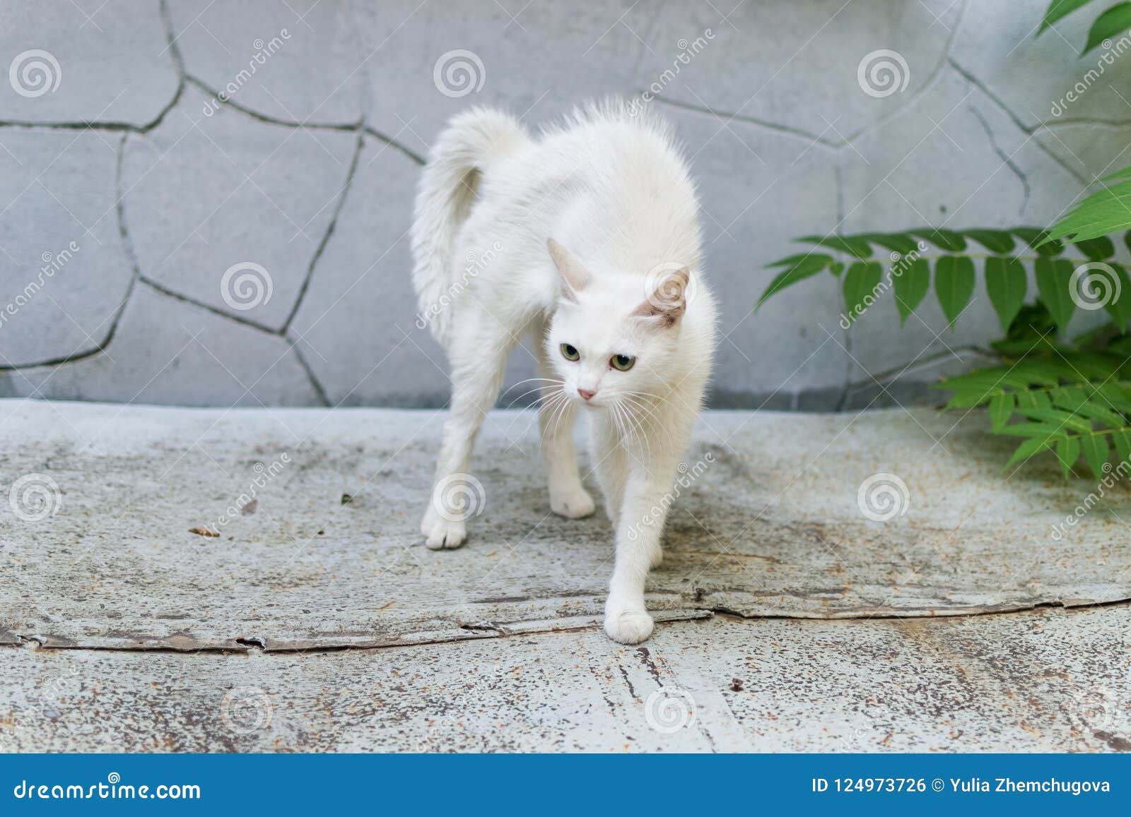A White Stray Cat Feels Threatened and Makes a Hunchback. Cat Rounded ...
