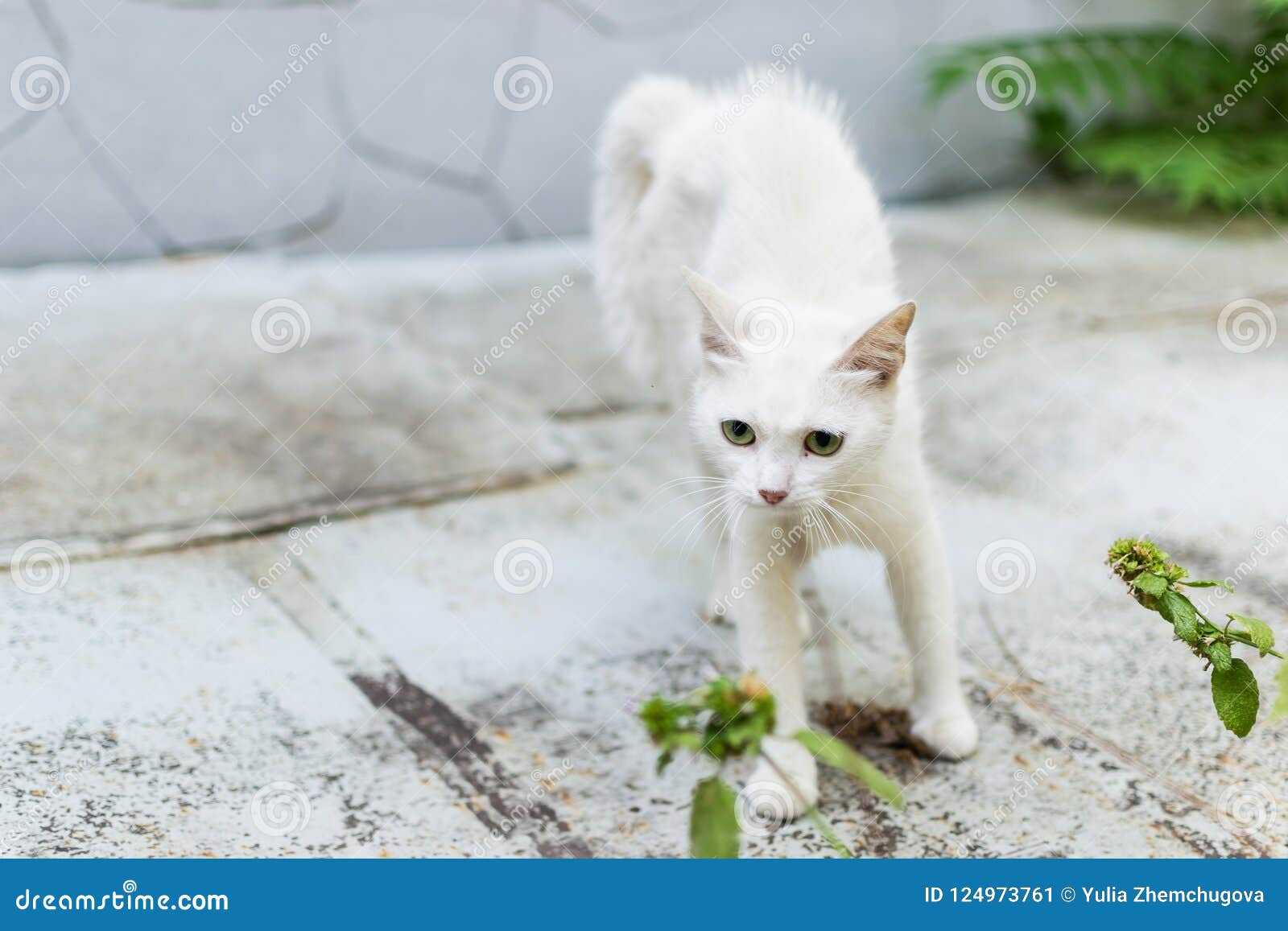 A White Stray Cat Feels Threatened and Makes a Hunchback. Cat Rounded ...