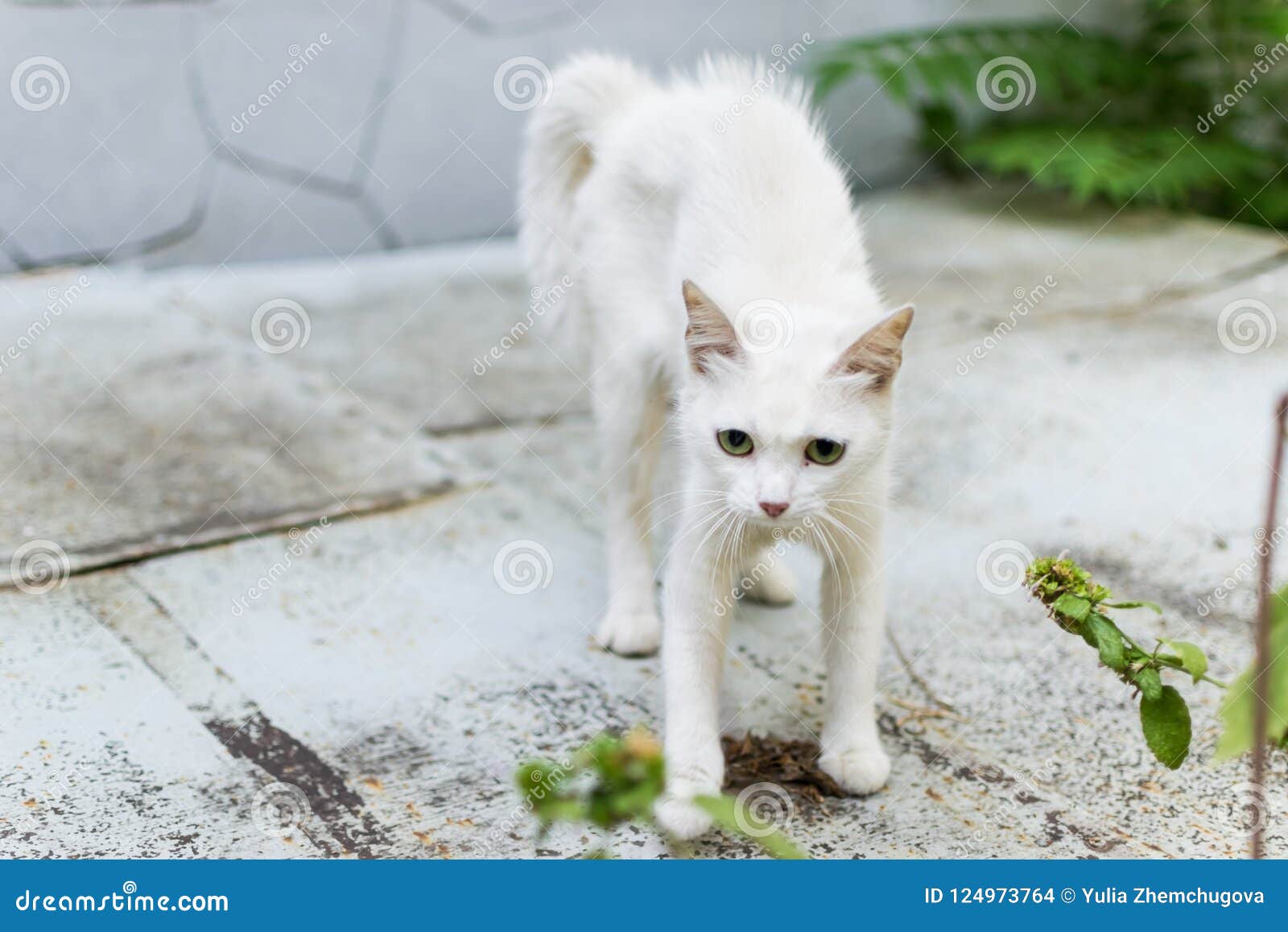 A White Stray Cat Feels Threatened and Makes a Hunchback. Cat Rounded ...