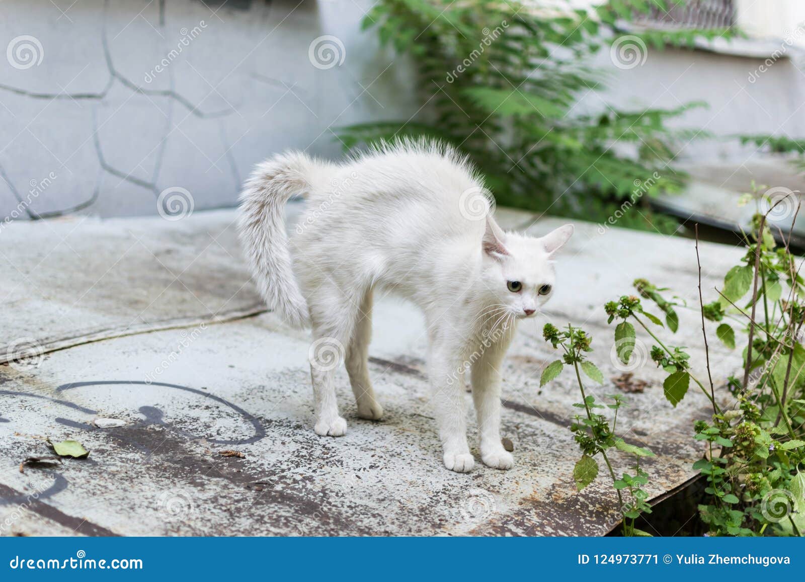 A White Stray Cat Feels Threatened and Makes a Hunchback. Cat Rounded ...