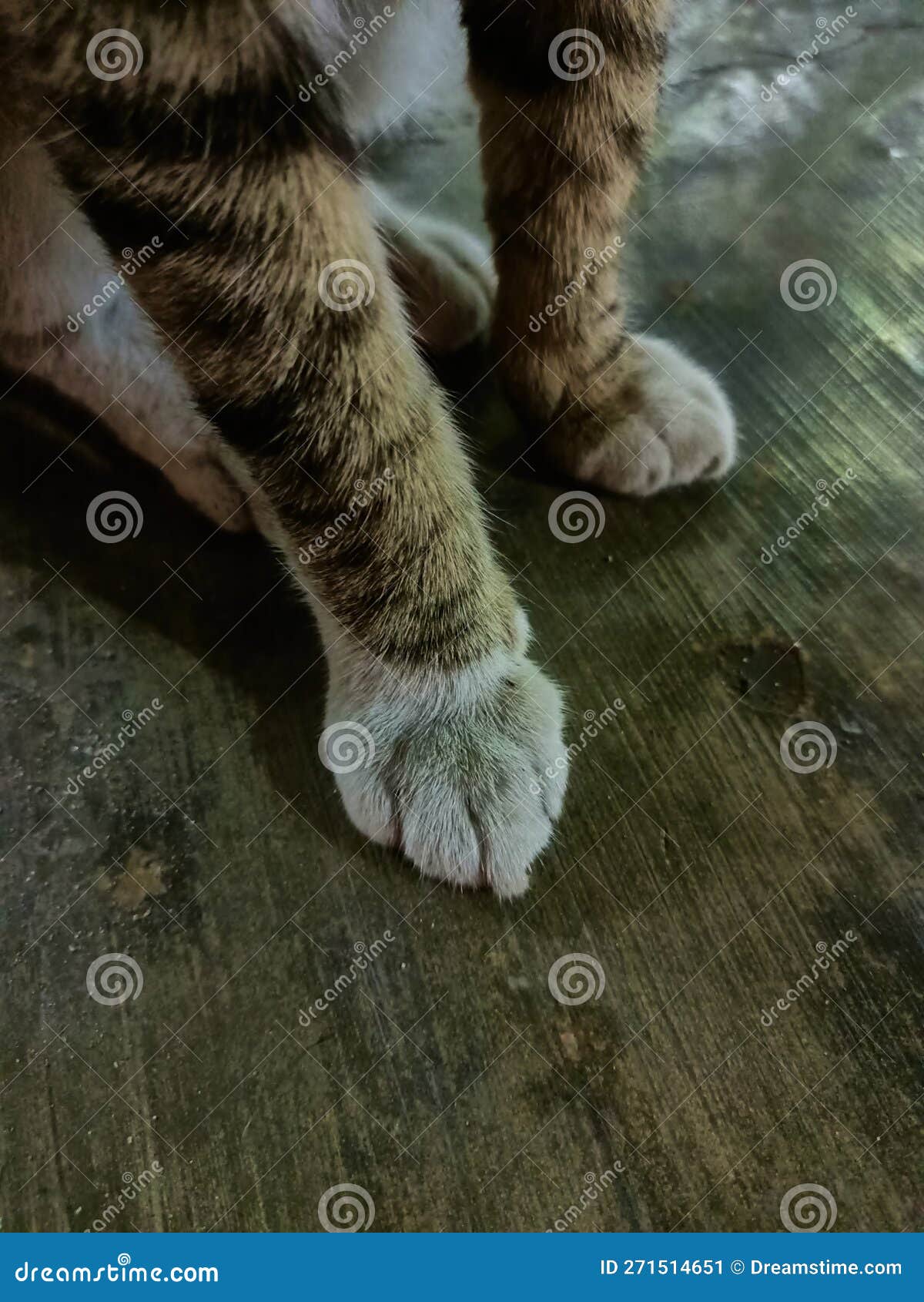 White Stray cat feet stock image. Image of furry, hair - 271514651