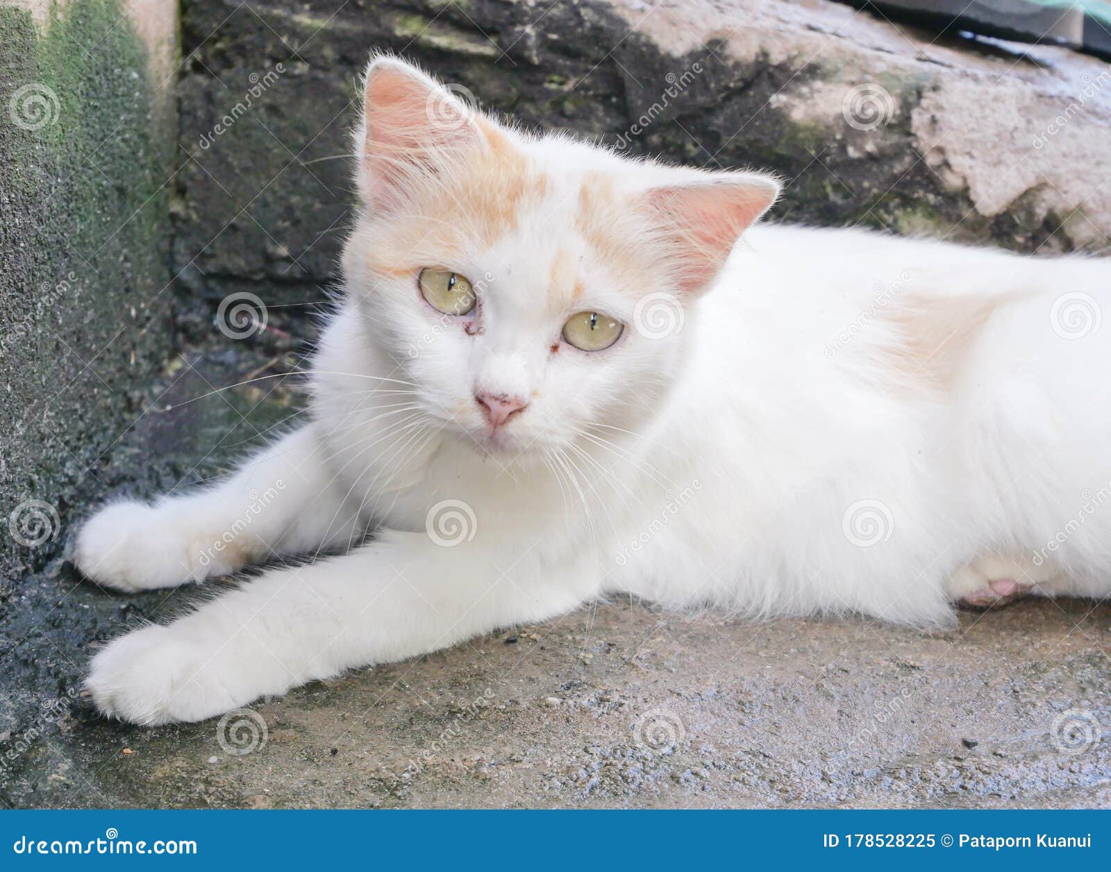 White stray cat stock image. Image of animal, lying - 178528225