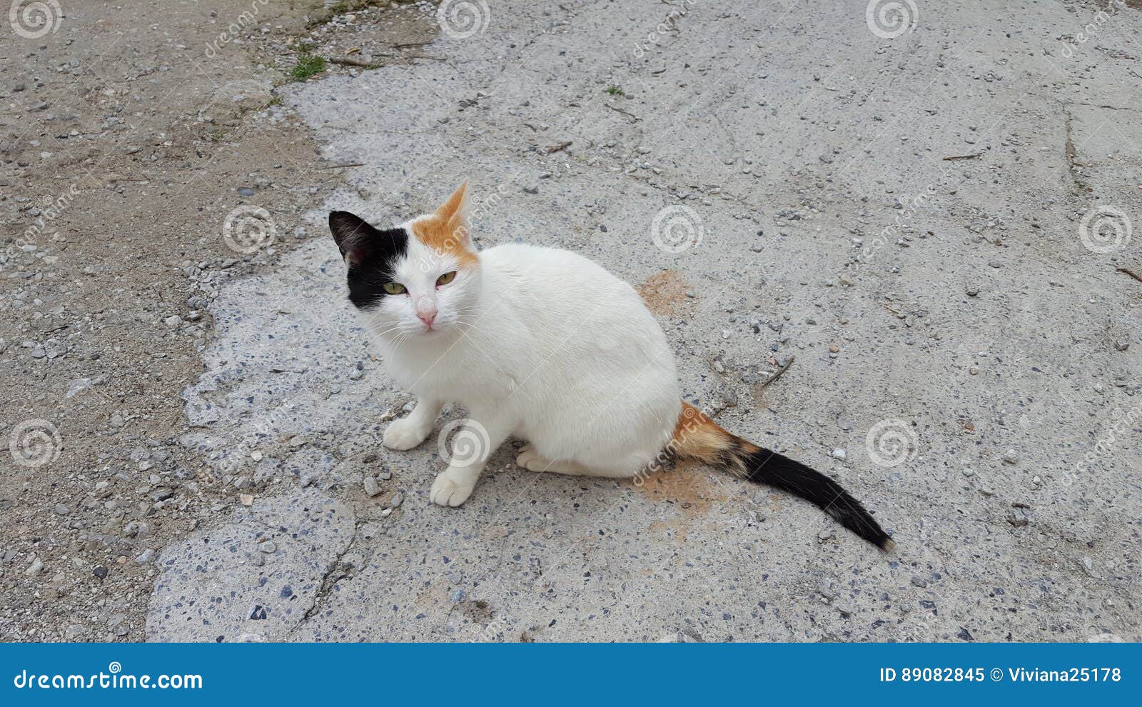 White stray cat stock image. Image of streets, greece - 89082845